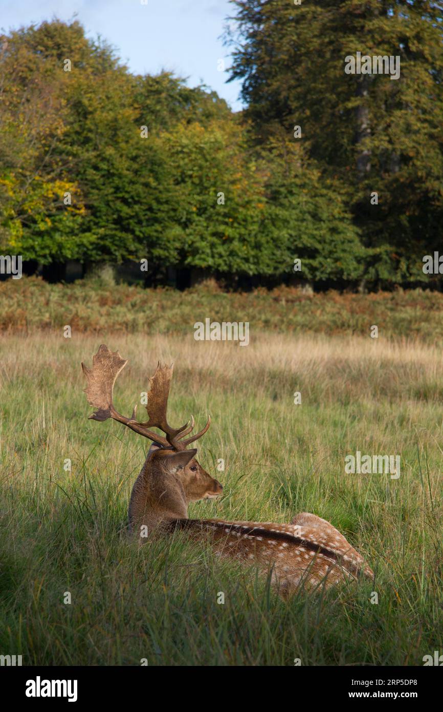 Fallow Deer dama dama stag sitting in forest park in Cheshire Stock ...