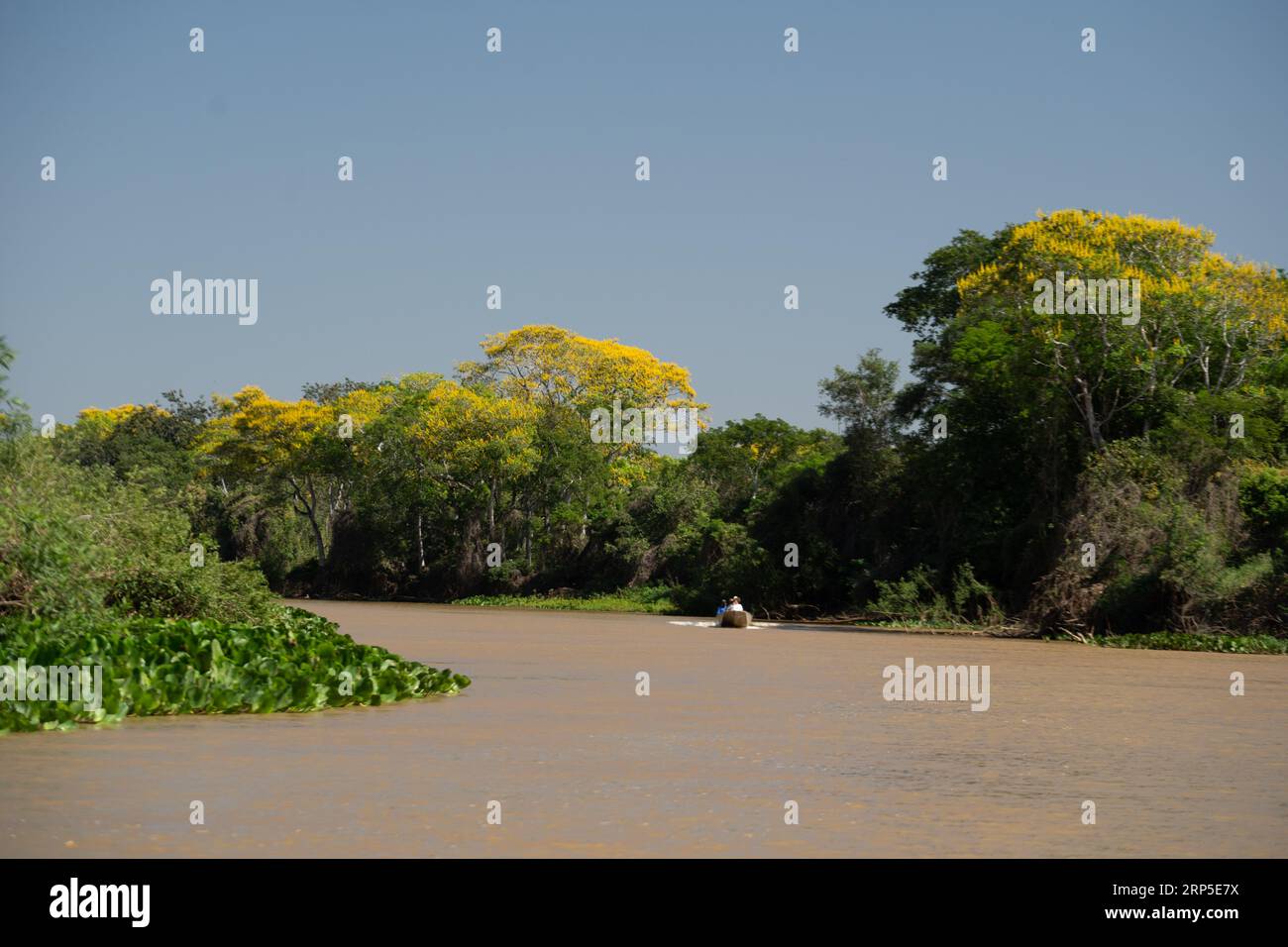 Sunny day in the Cuiaba River in the Brazilian Pantanal Stock Photo - Alamy