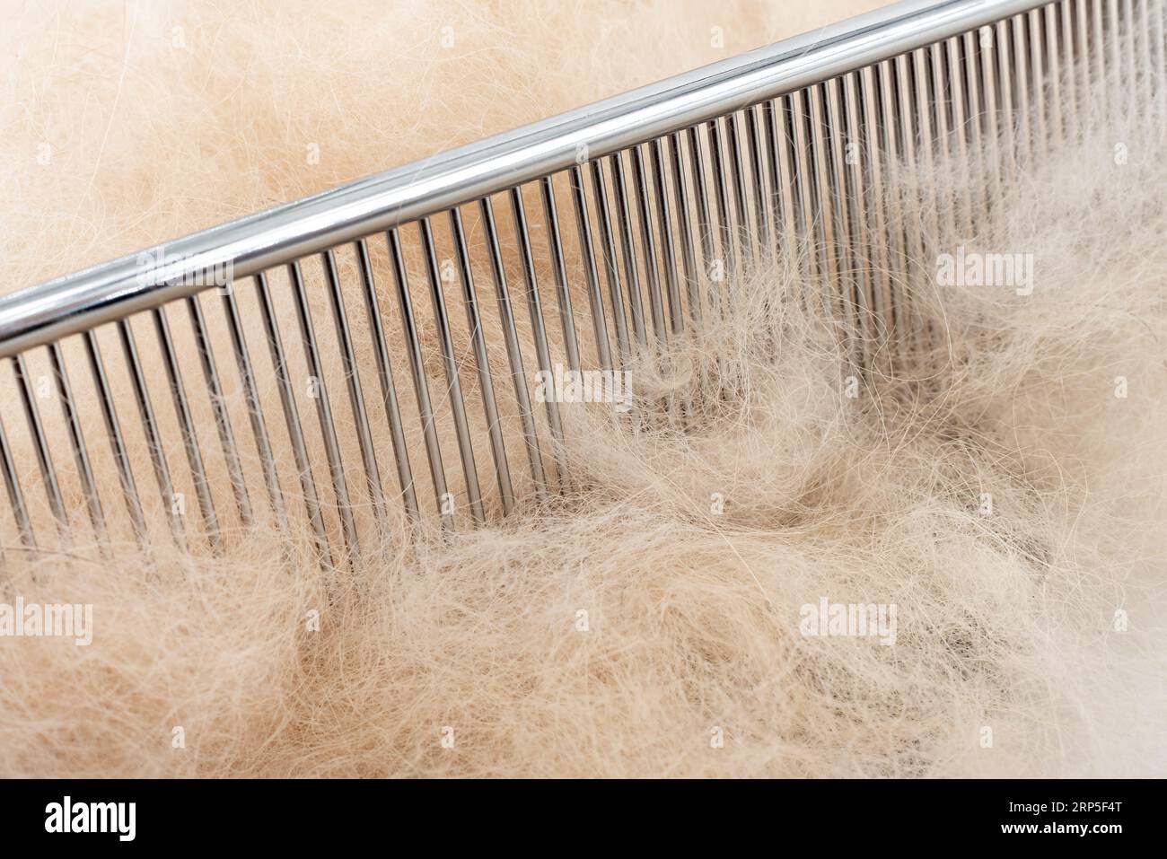 Hair loss dog hi-res stock photography and images - Alamy