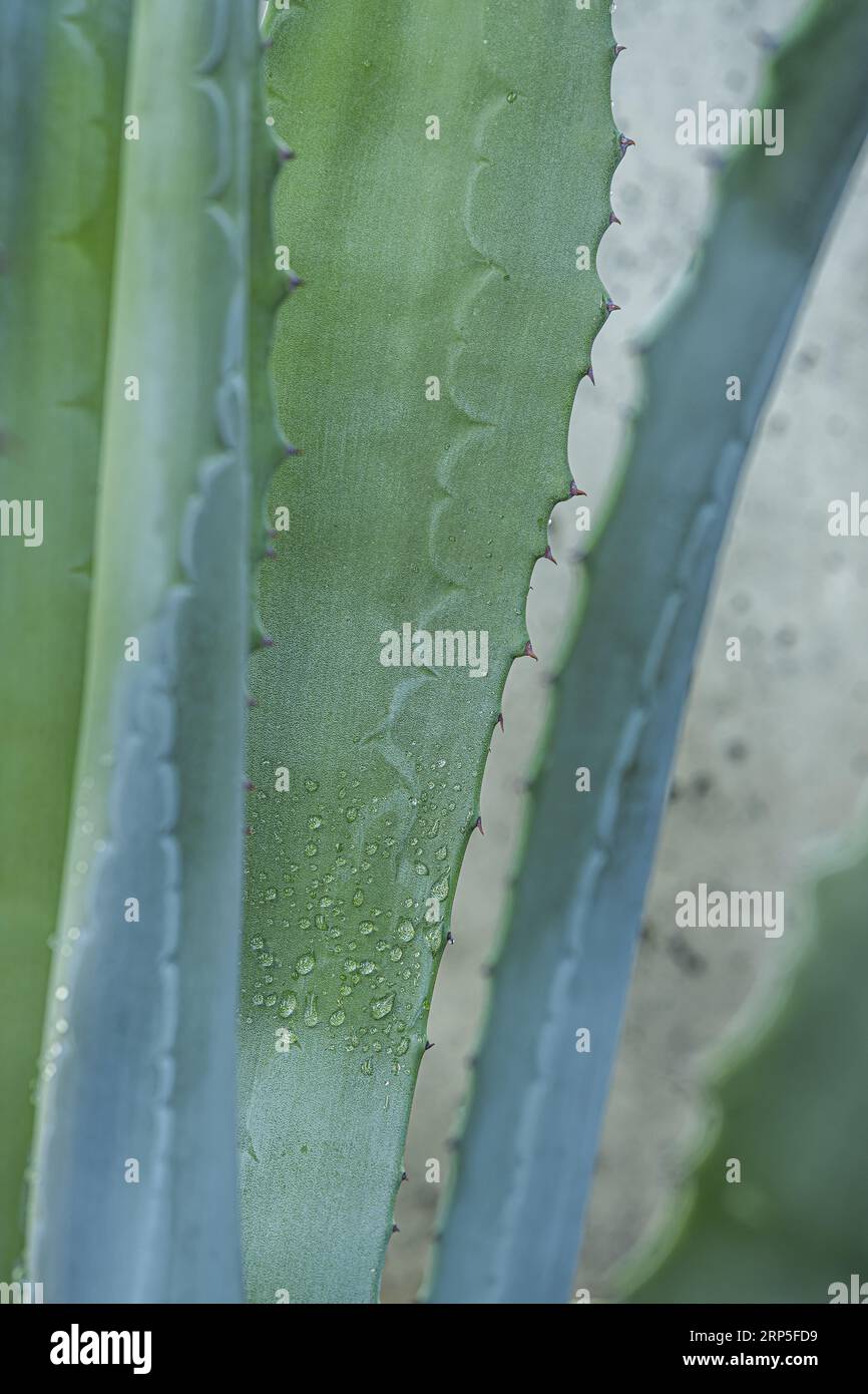 Aloe branches hi-res stock photography and images - Alamy