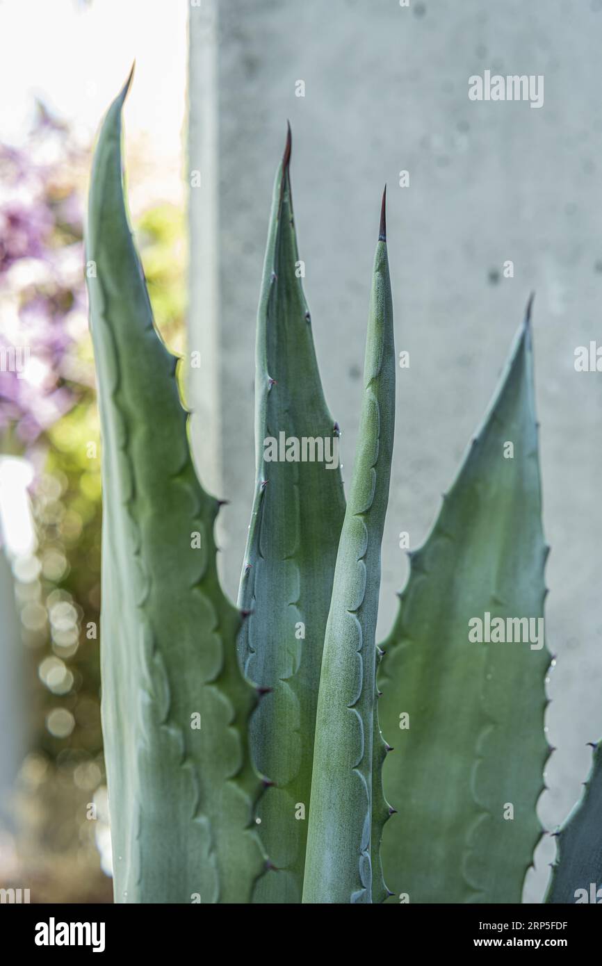 Large green aloe branches with spikes and dew drops on an urban terrace ...