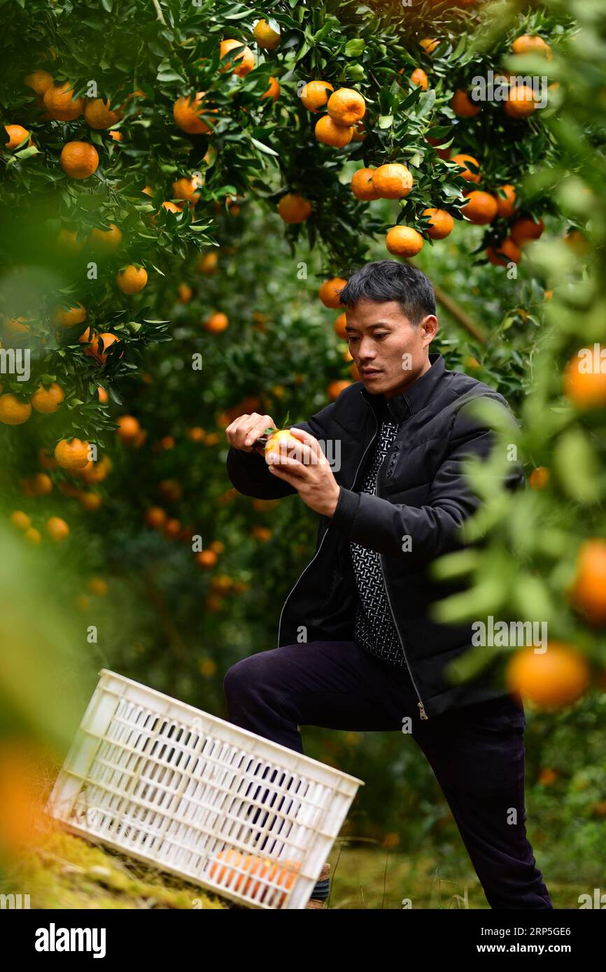 Orange trims hi-res stock photography and images - Alamy