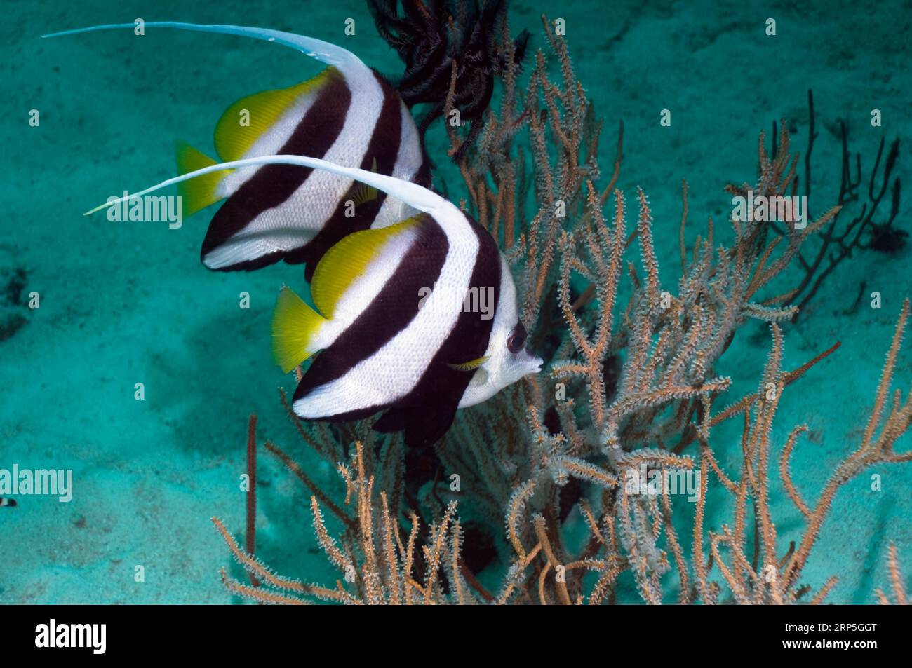 Longfinbannerfish (Heniochus acuminatus). Andaman Sea, Thailand Stock ...
