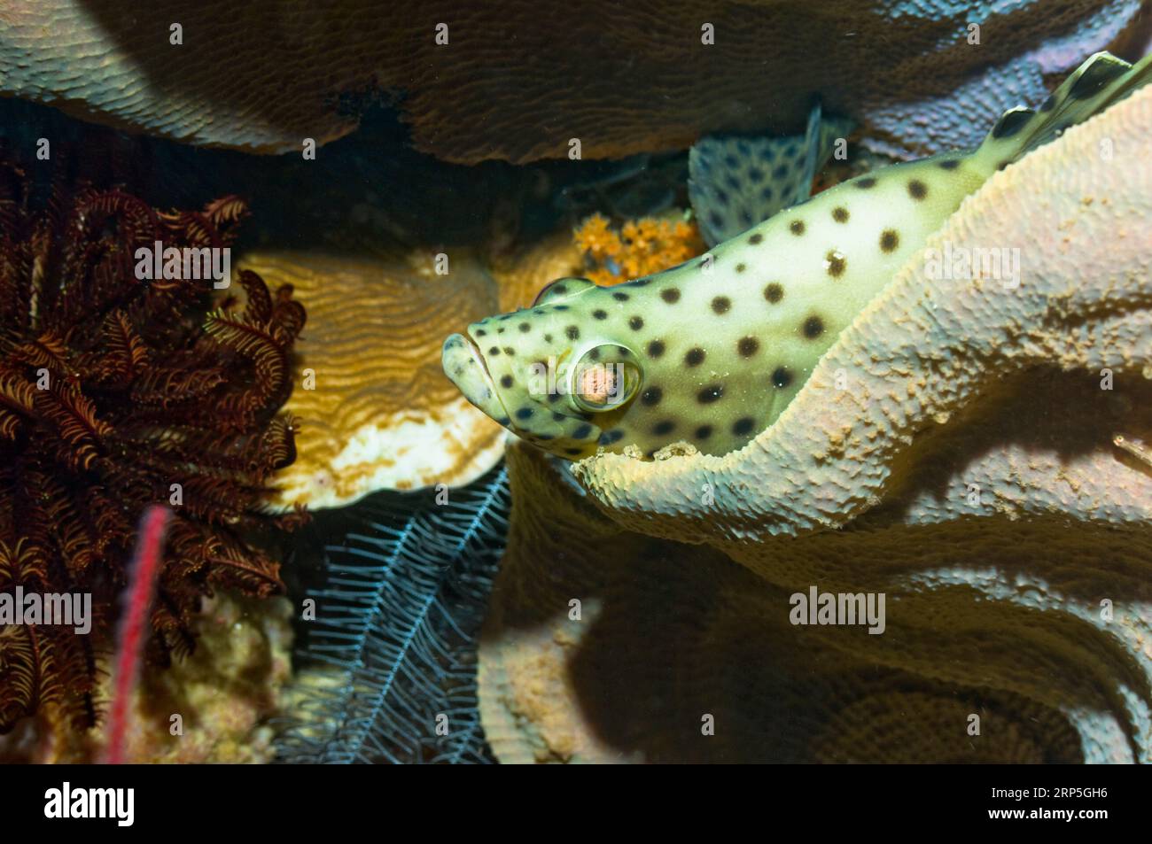 Barramundi cod or Humpback grouper (Chromileptes altivelis) lying at ...