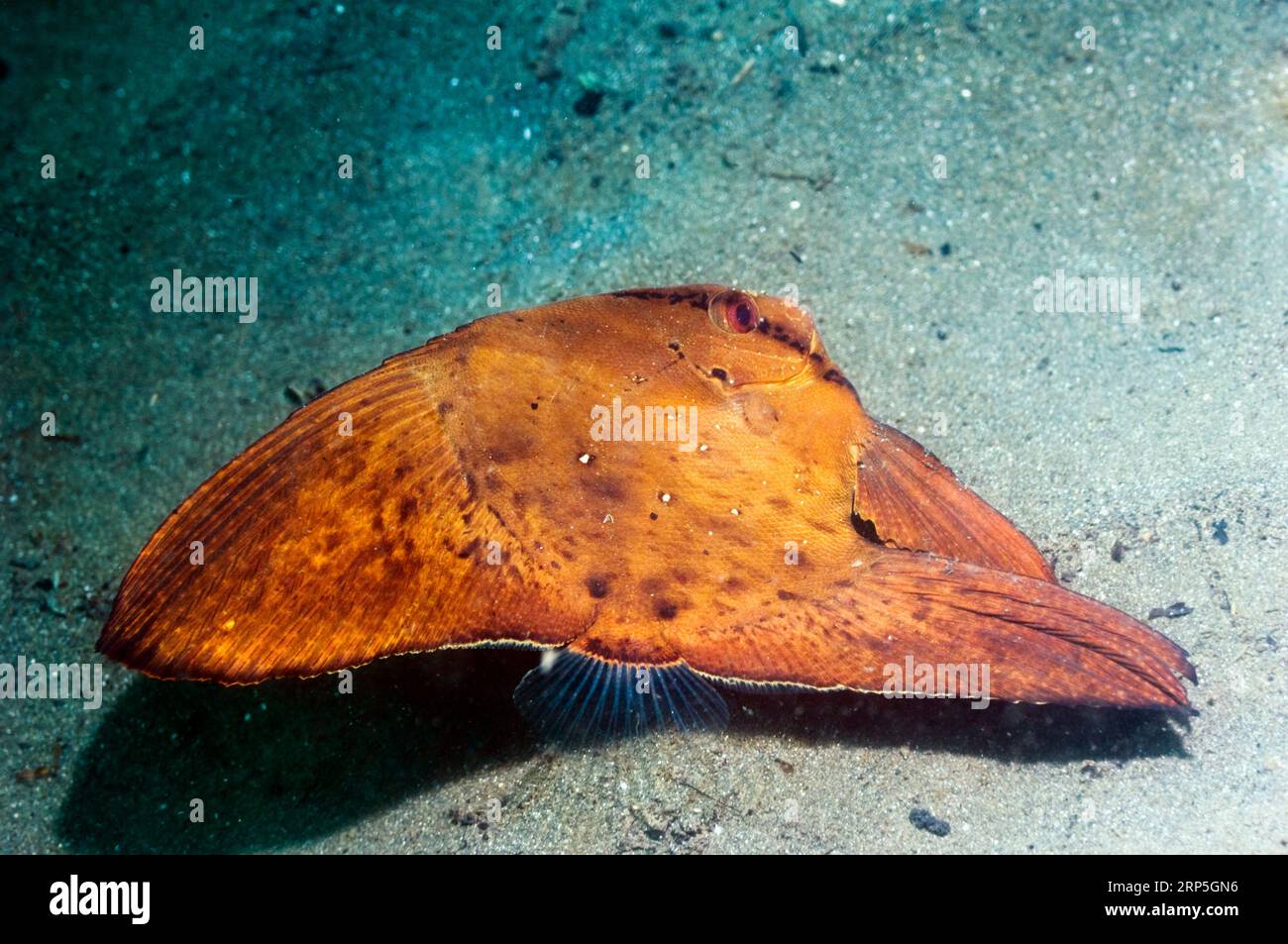 Longfin spadefish (Platax teira) juvenile. Mimics dead leaf. Manado ...