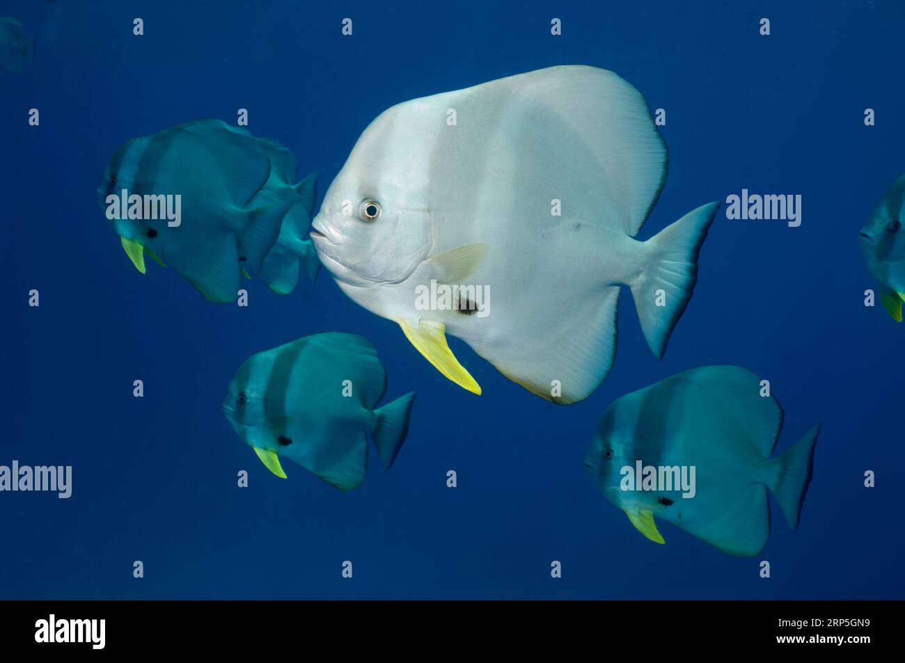 Circular spadefish or batfish (Platax orbicularis). Maldives Stock ...