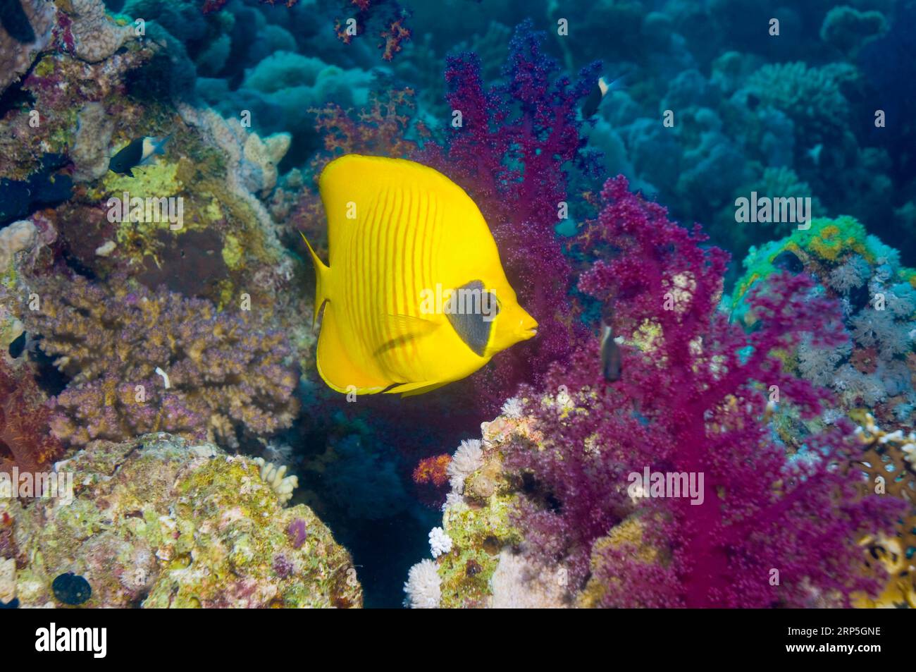 Golden butterflyfish (Chaetodon semilarvatus). Egytp, Red Sea Stock ...