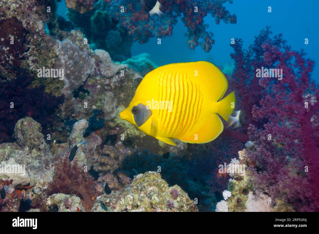 Golden butterflyfish (Chaetodon semilarvatus). Egytp, Red Sea Stock ...
