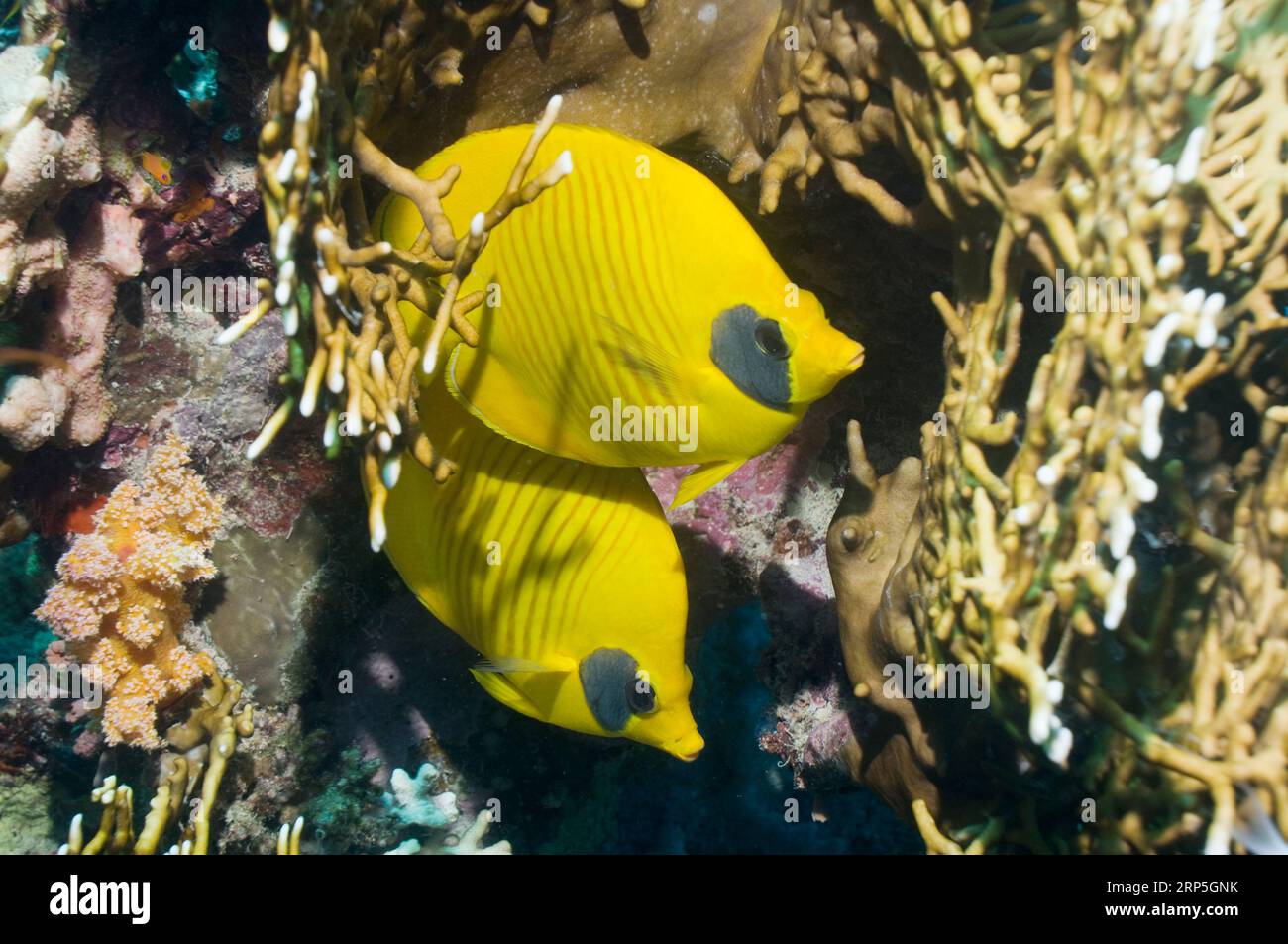 Golden butterflyfish (Chaetodon semilarvatus) pair. Egytp, Red Sea ...