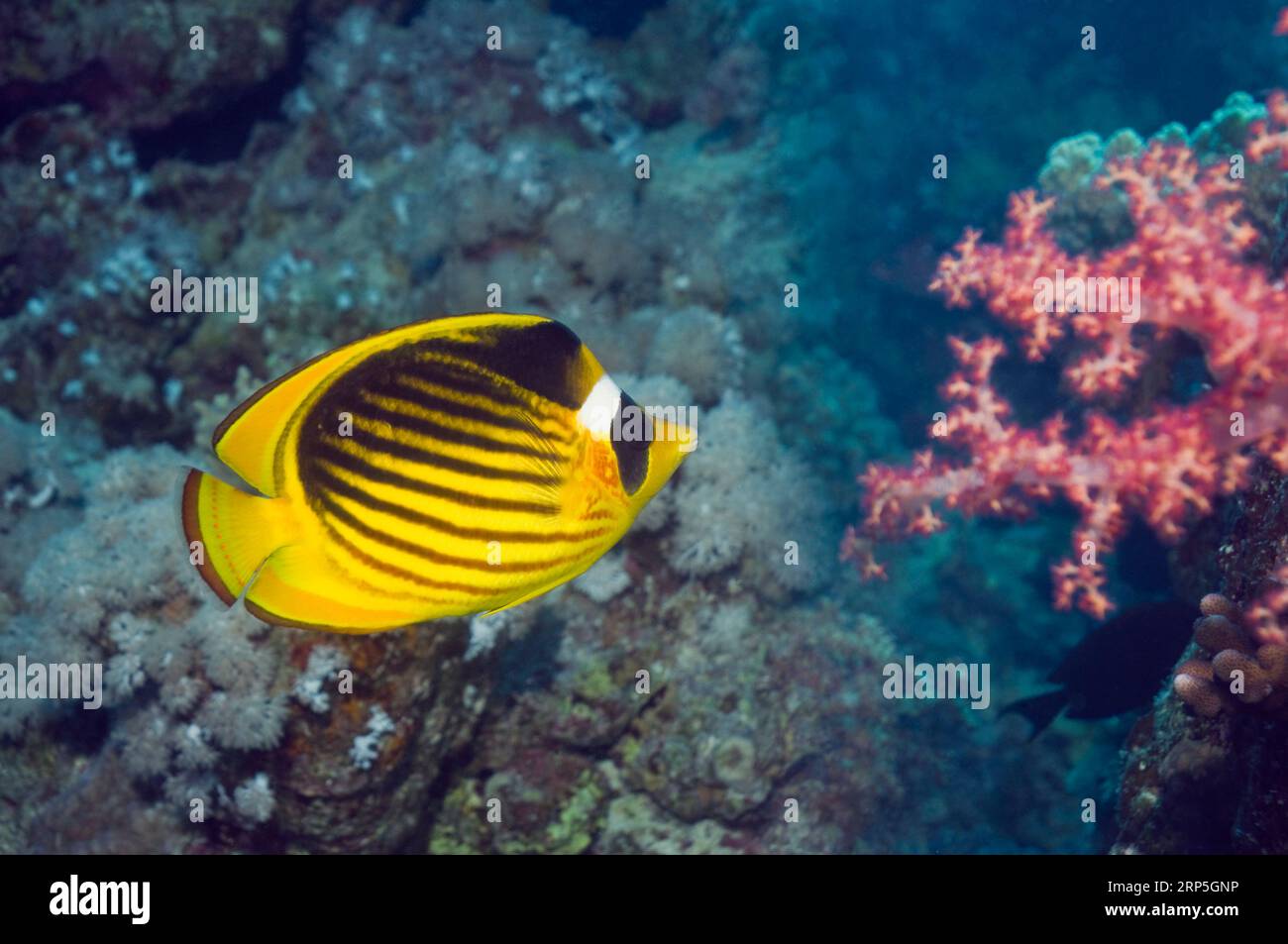 Red Sea racoon butterflyfish (Chaetodon fasciatus). Egypt, Red Sea ...