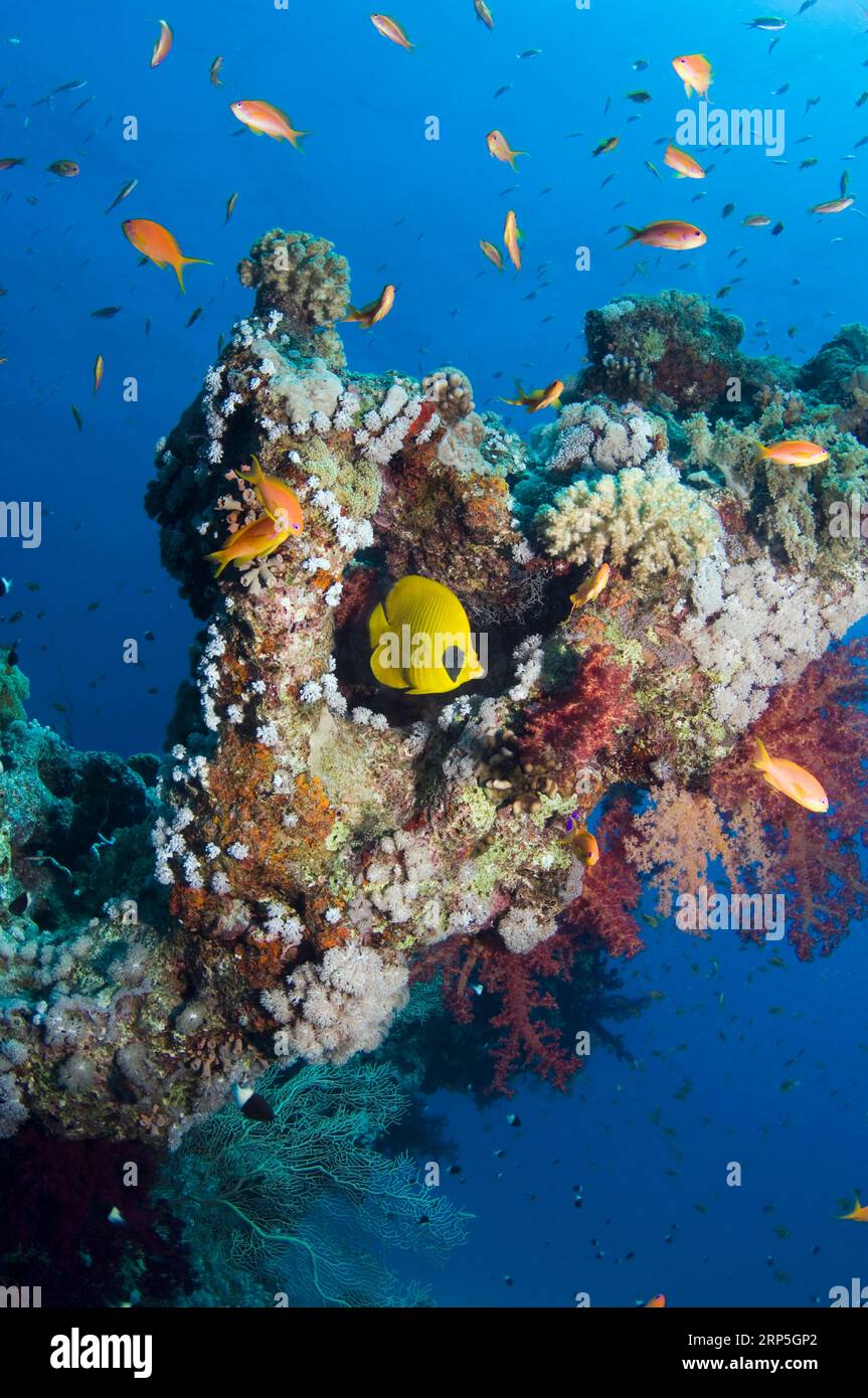 Golden butterflyfish (Chaetodon semilarvatus). Egytp, Red Sea Stock ...