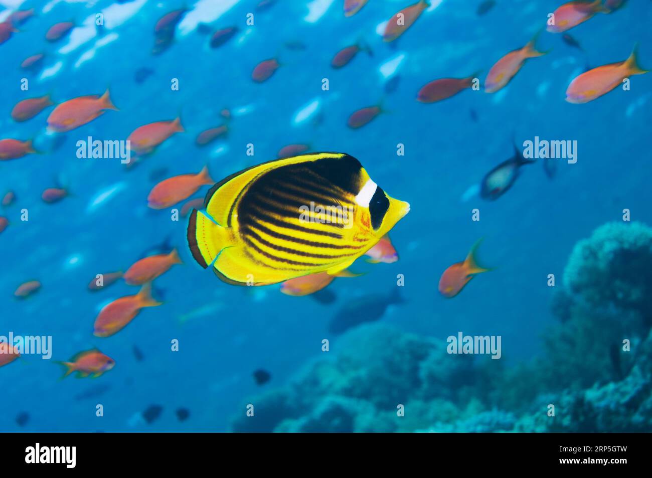 Red Sea racoon butterflyfish (Chaetodon fasciatus) with Lyretail ...