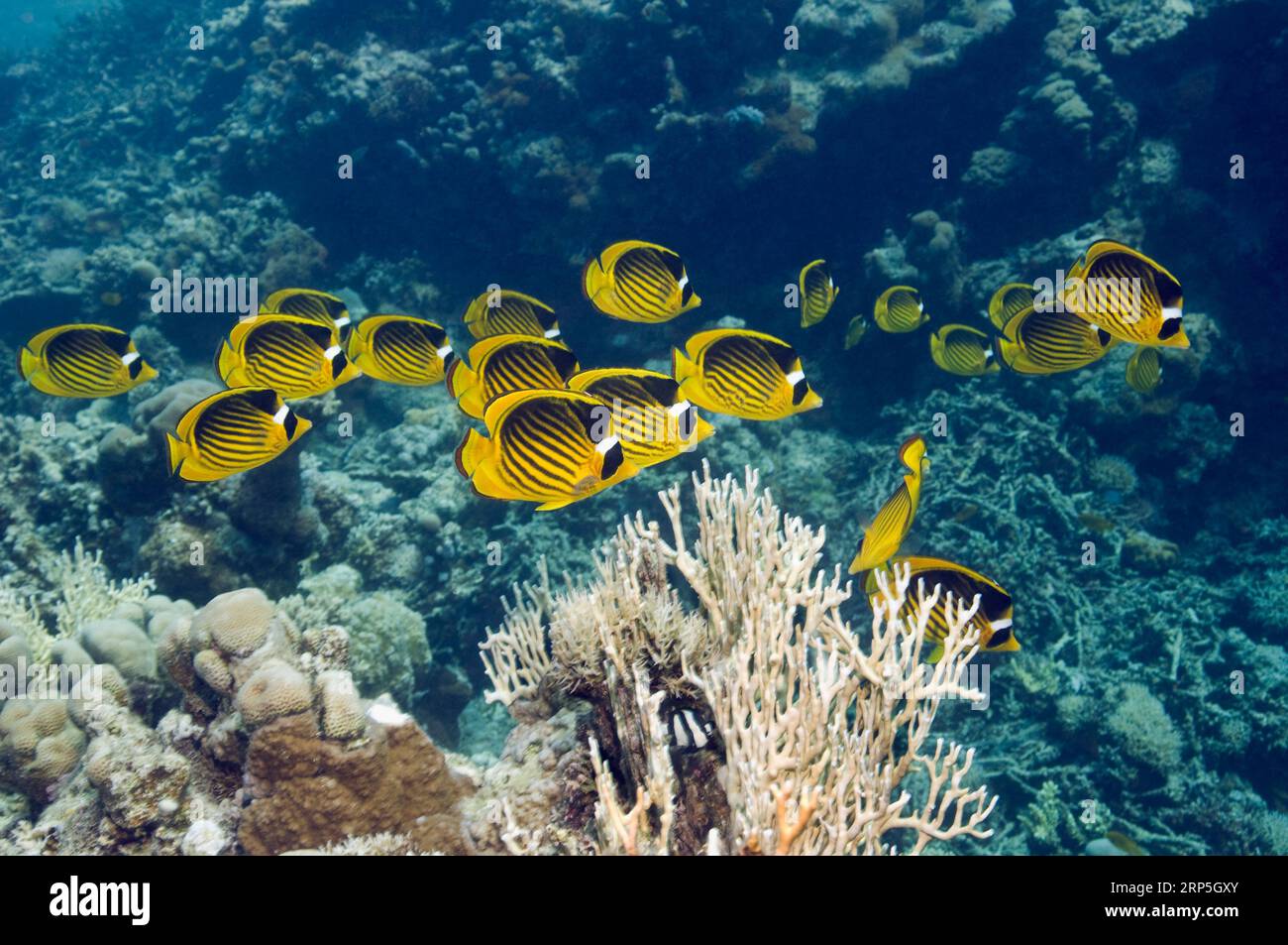 Red Sea racoon butterflyfish (Chaetodon fasciatus), unusually large ...