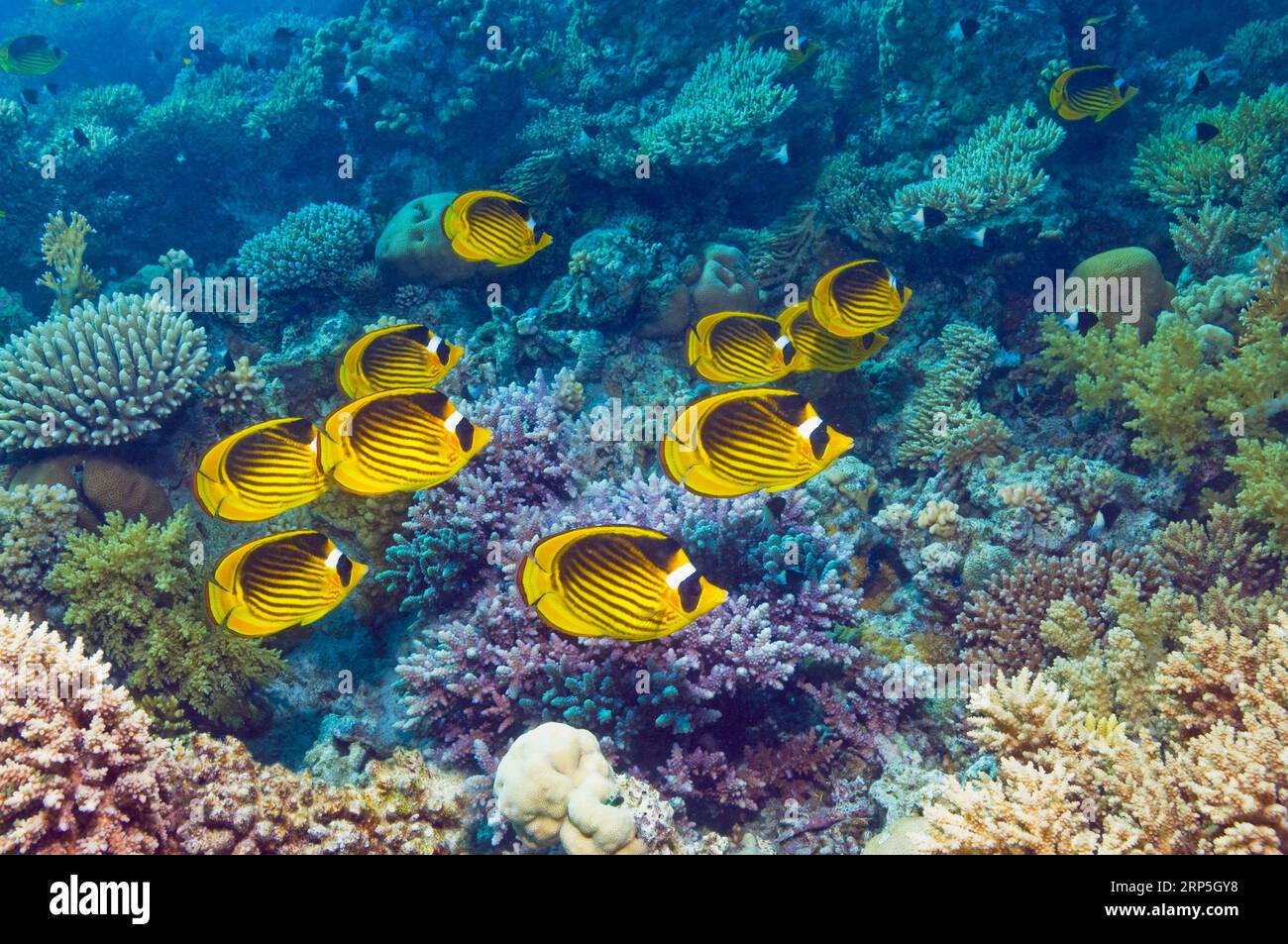 Red Sea raccoon butterflyfish (Chaetodon fasciatus) over coral reef ...