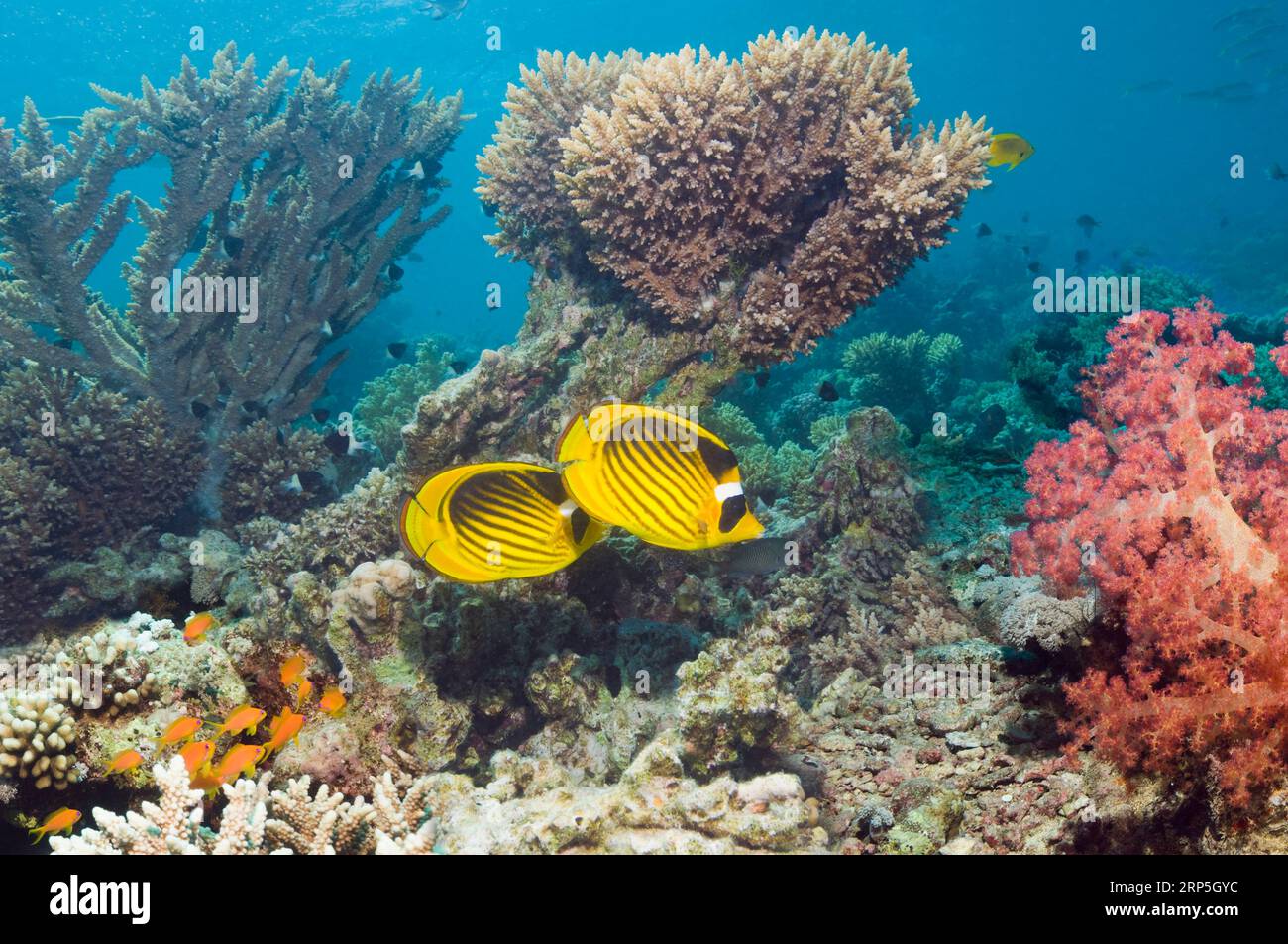 Red Sea raccoon butterflyfish (Chaetodon fasciatus) over coral reef ...