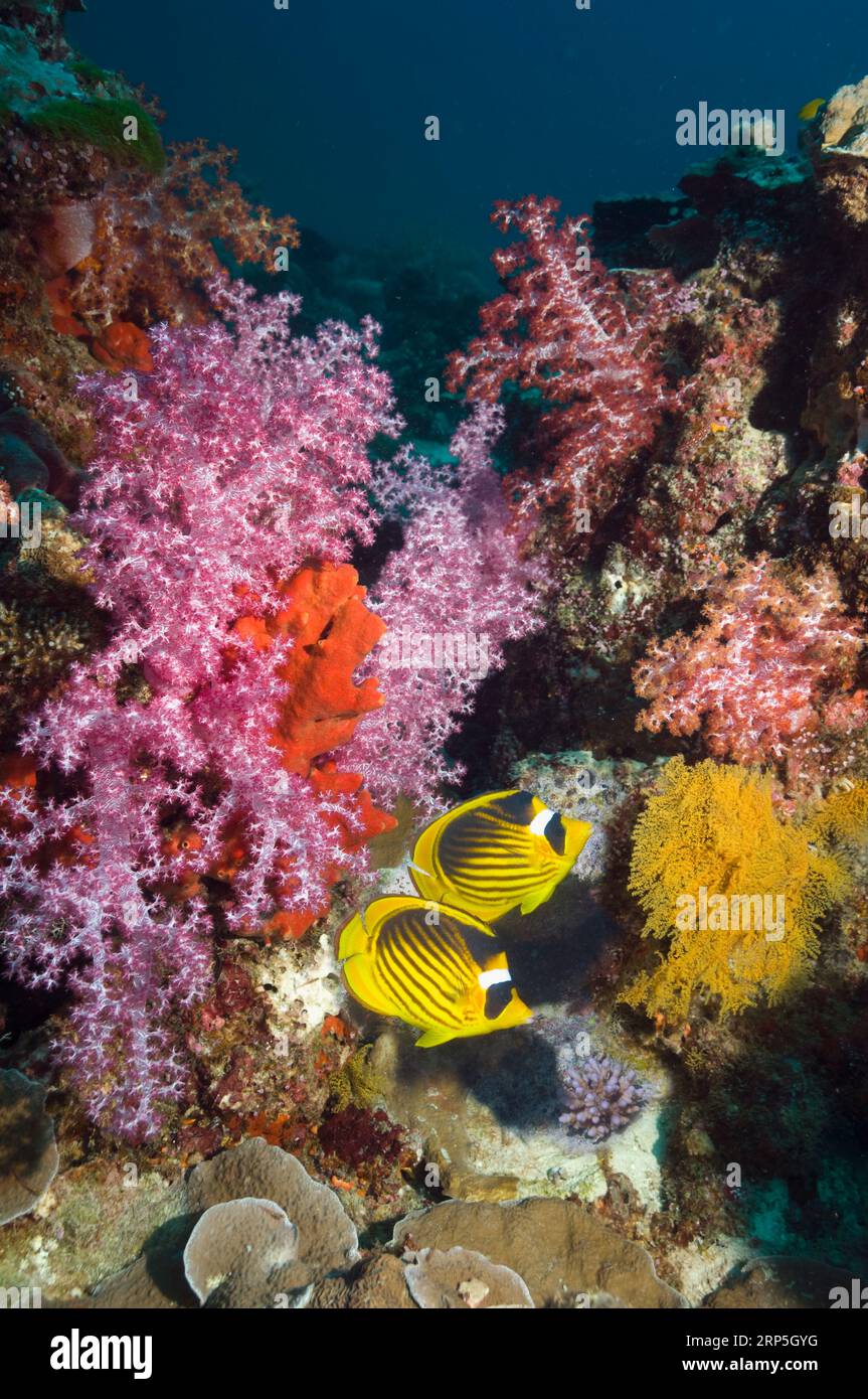Red Sea raccoon butterflyfish (Chaetodon fasciatus) with soft coral ...