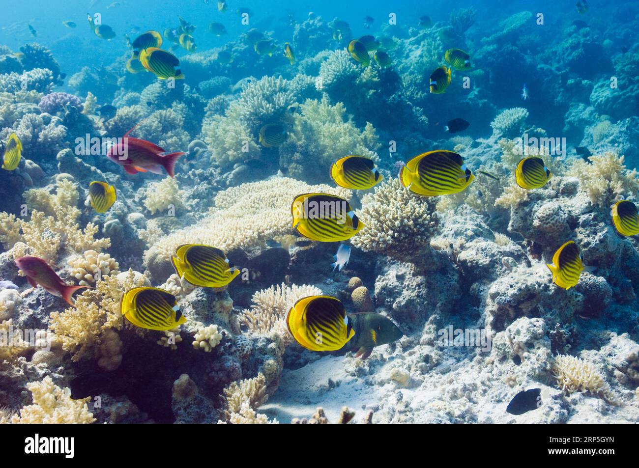 Red Sea raccoon butterflyfish (Chaetodon fasciatus). Egypt, Red Sea ...
