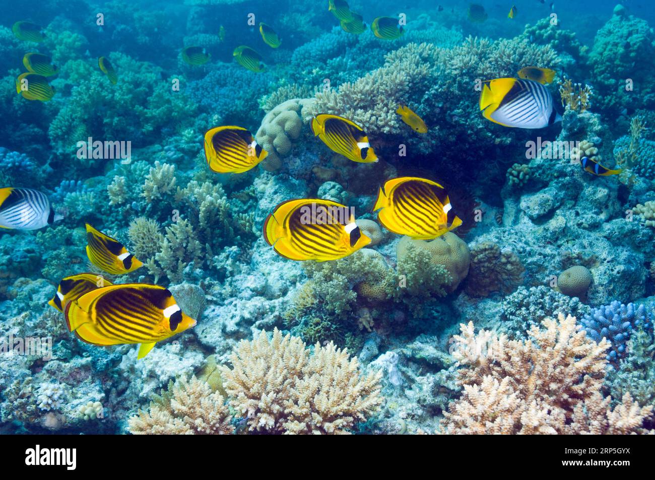 Red Sea raccoon butterflyfish (Chaetodon fasciatus). Egypt, Red Sea ...