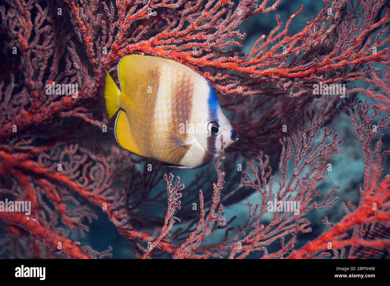 Klein's butterflyfish (Chaetodon kleinii) with gorgonian. Misool, Raja ...