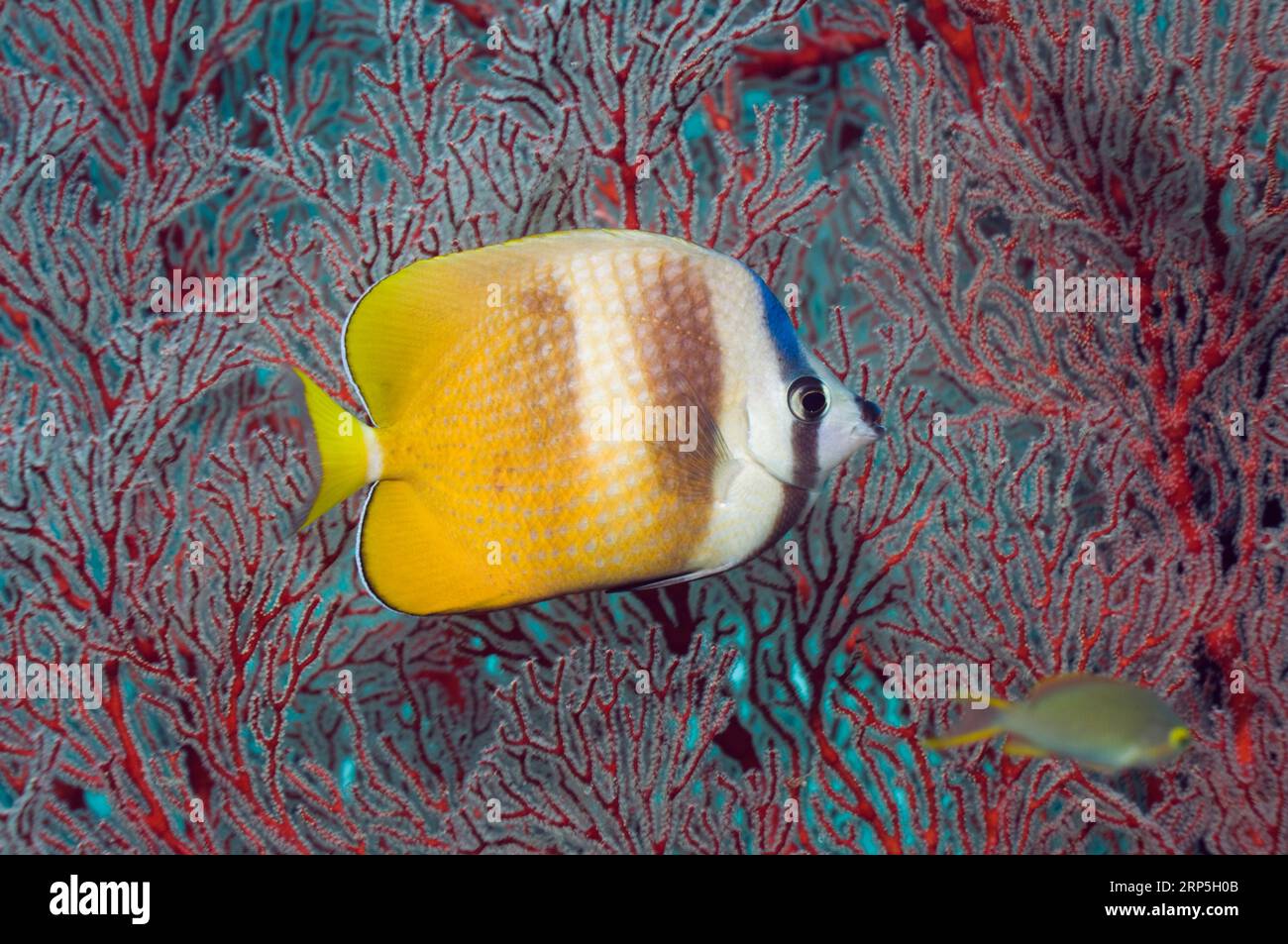 Klein's butterflyfish (Chaetodon kleinii) with gorgonian. Misool, Raja ...