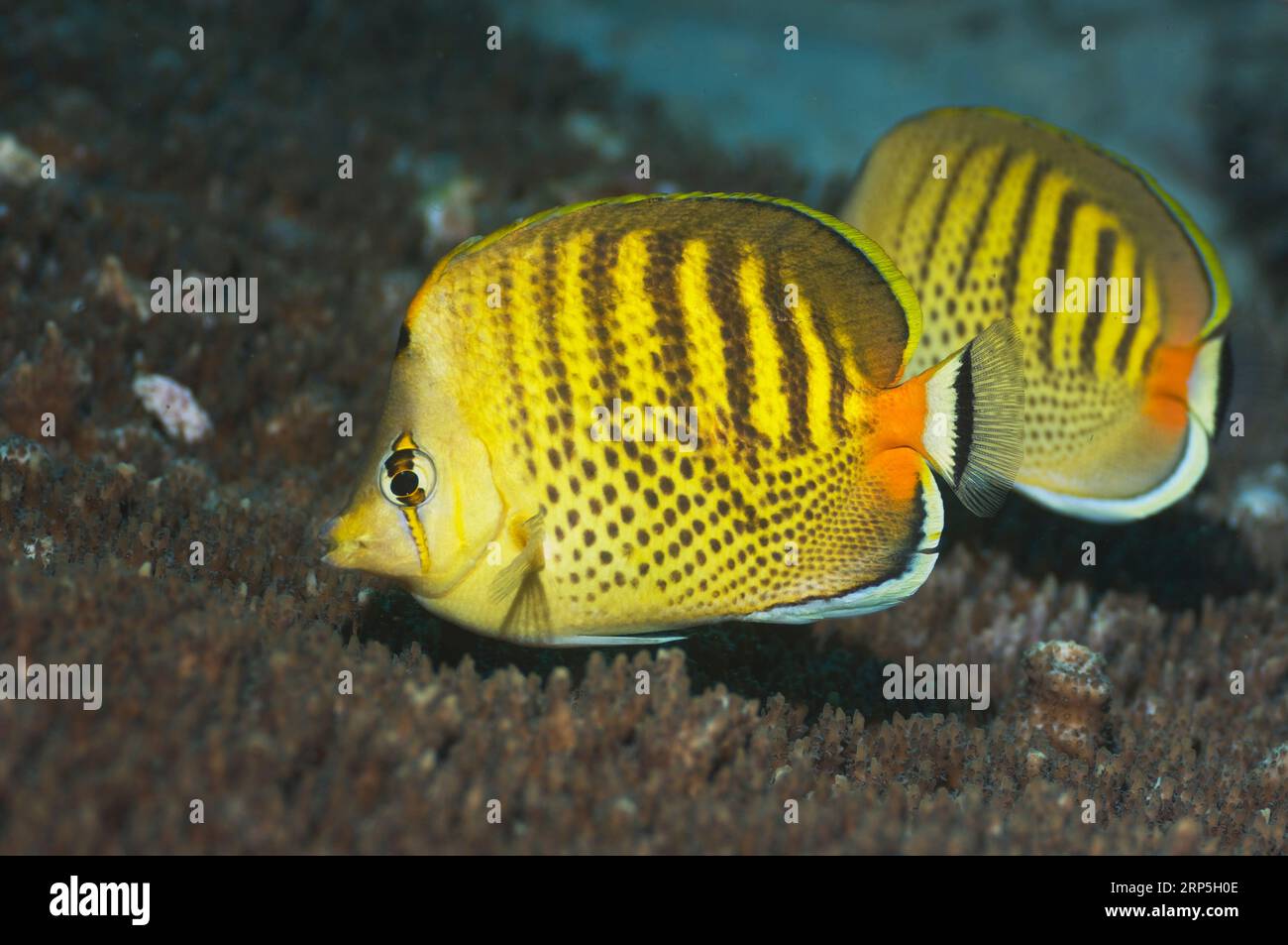 Spot-banded butterflyfish (Chaetodon punctatofasciatus). Misool, Raja ...