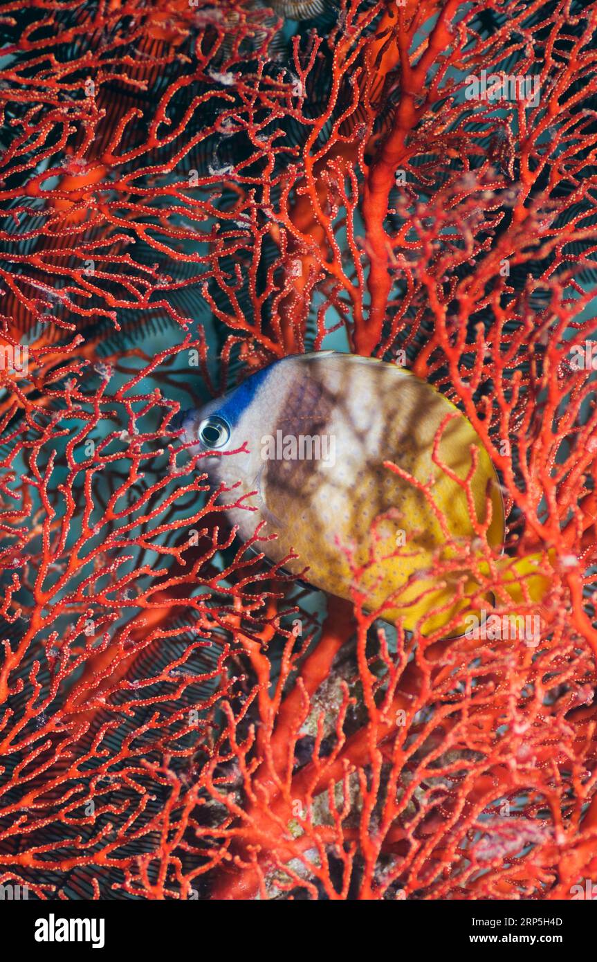 Klein's butterflyfish (Chaetodon kleinii) with gorgonian. Misool, Raja ...