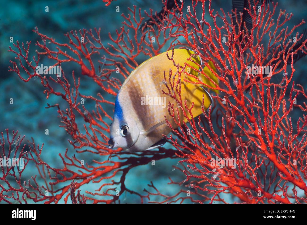 Klein's butterflyfish (Chaetodon kleinii) with gorgonian. Misool, Raja ...