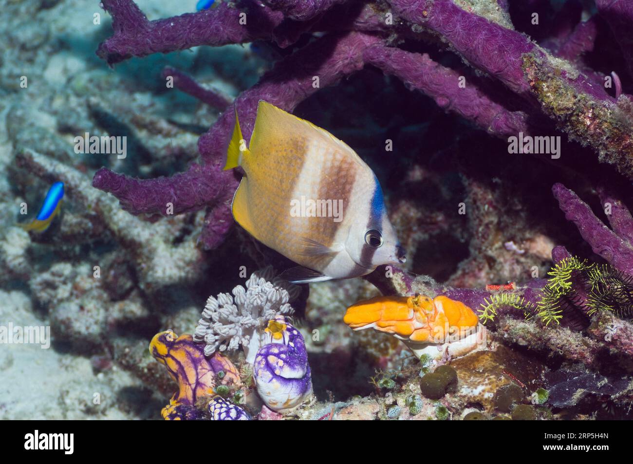 Klein's butterflyfish (Chaetodon kleinii) with sea squirts. Misool ...