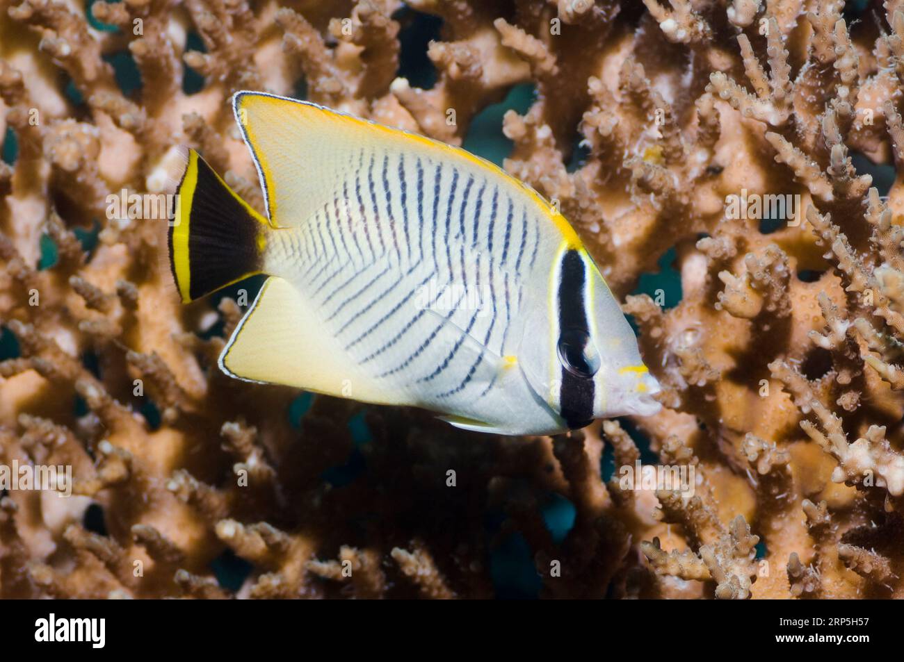 Chevroned butterflyfish (Chaetodon trifascialis). Misool, Raja Ampat ...