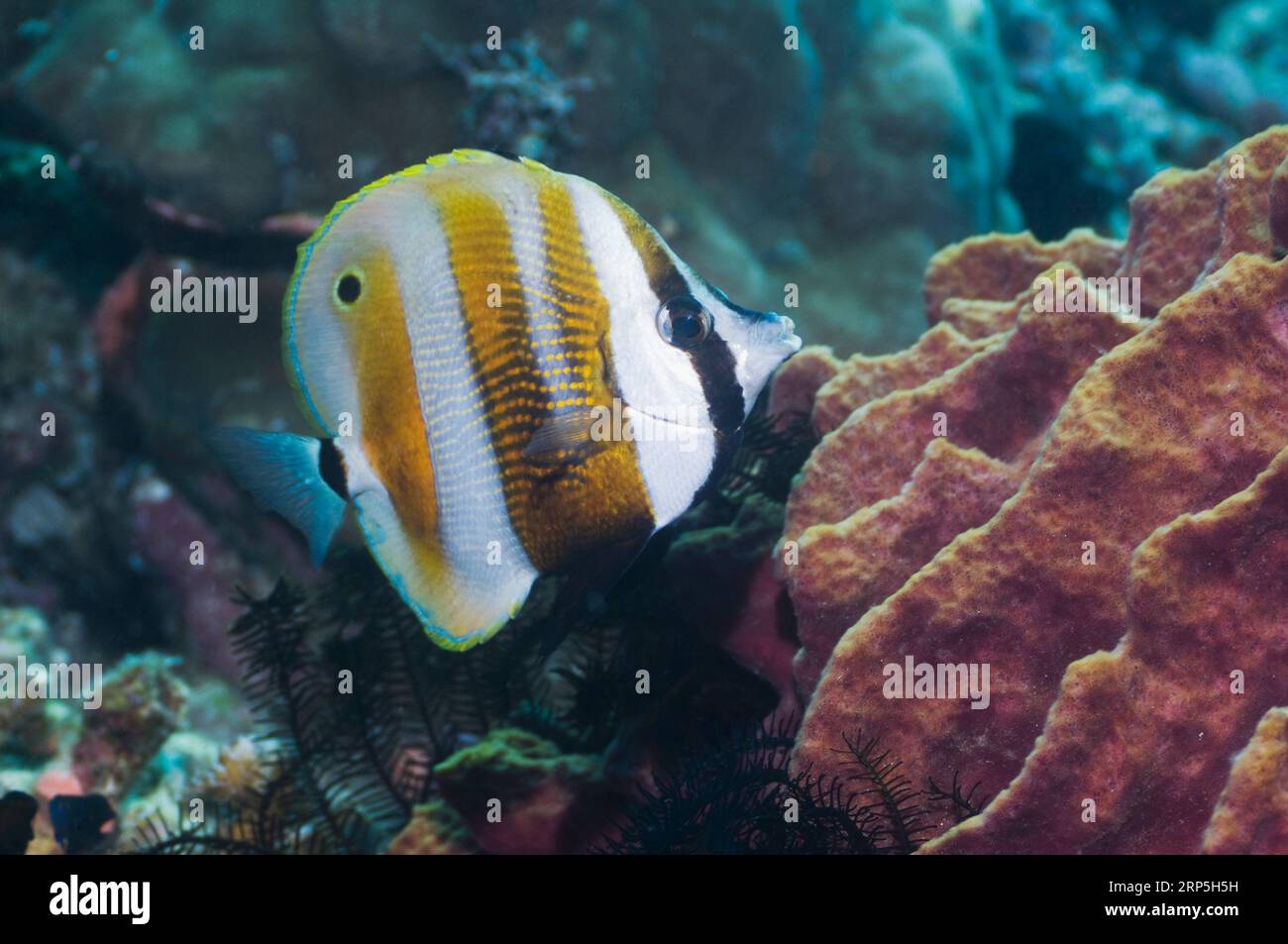 Orange-banded coralfish (Coradion chrysozonus) feeding on a sponge ...
