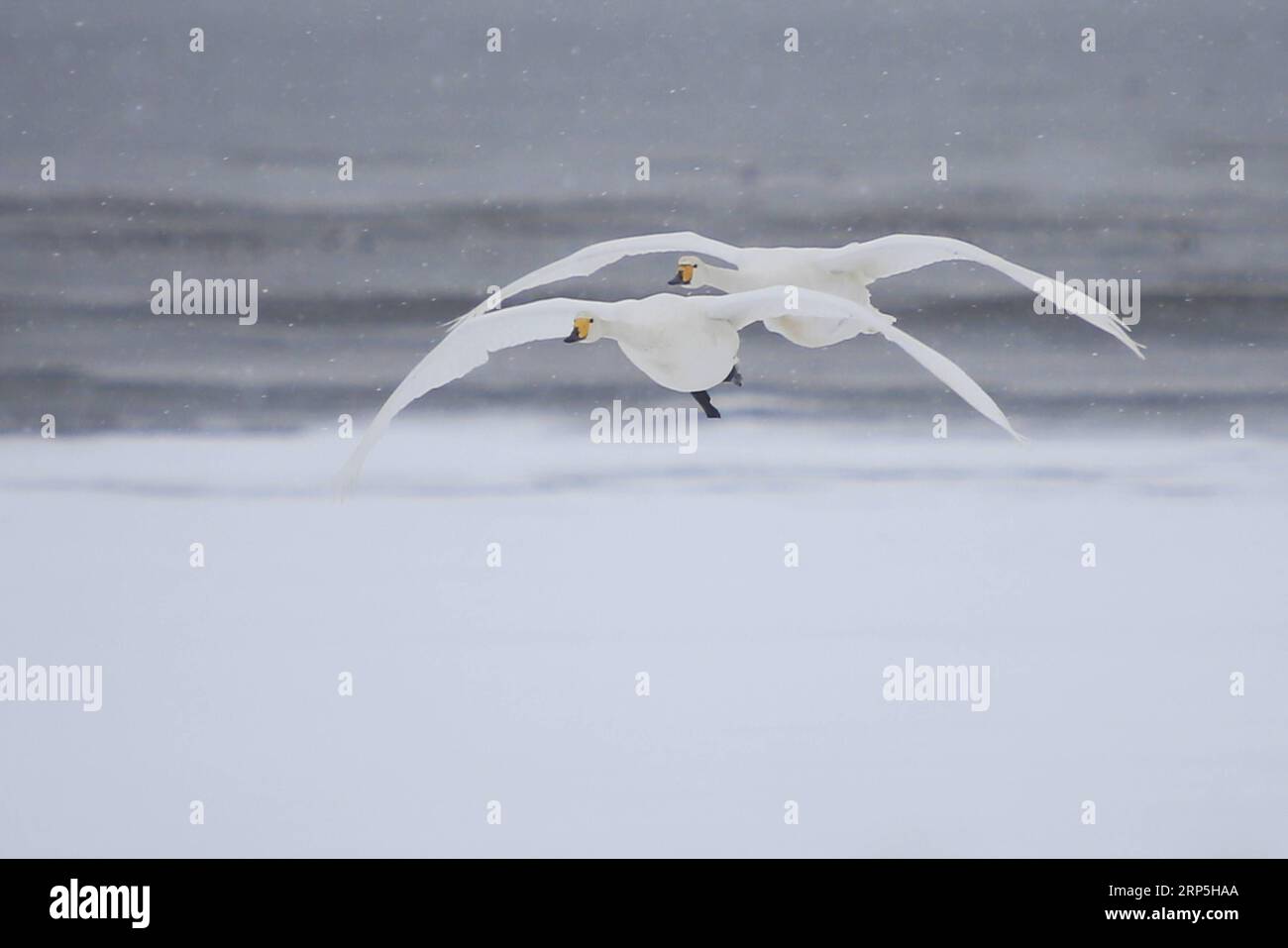 Weihai hi-res stock photography and images - Alamy