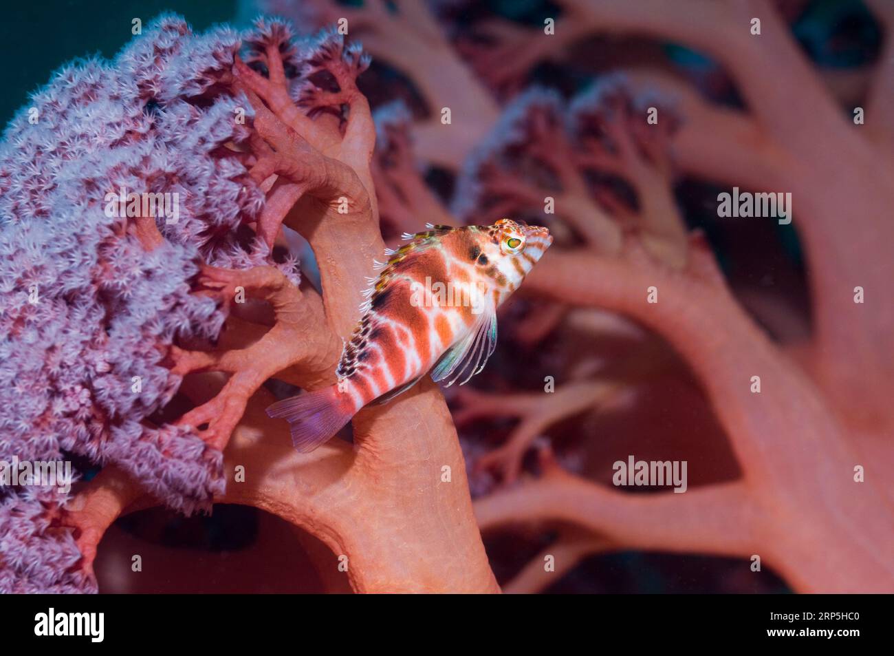 Spotted hawkfish (Cirrhitychthys aprinus) with soft coral. Rinca ...