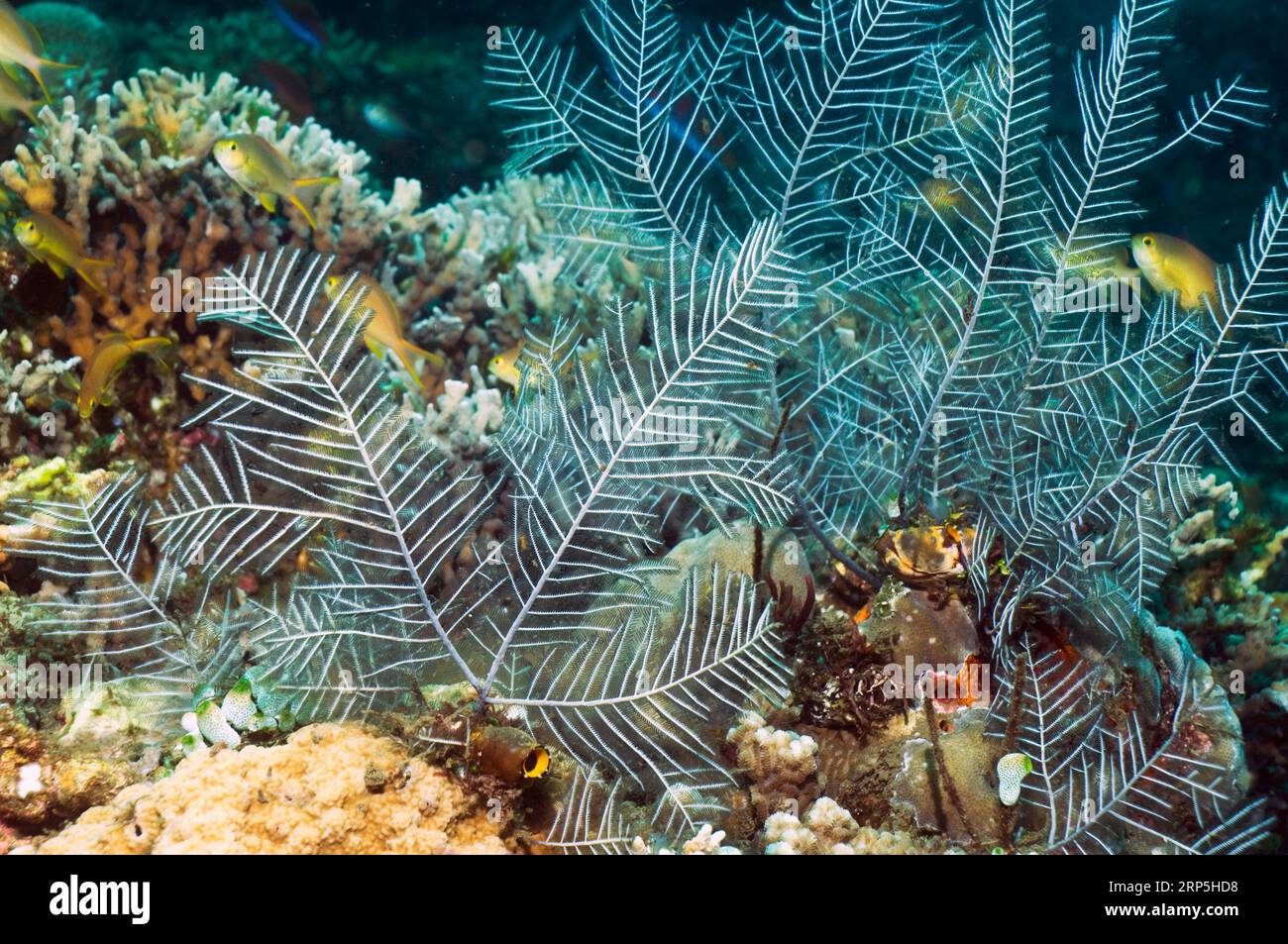 Stinging hydroid (Gymmangium gracilicaule) on coral reef. Bali ...