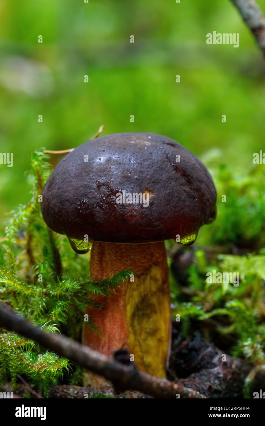 Neoboletus luridiformis known as Boletus luridiformis - edible mushroom ...