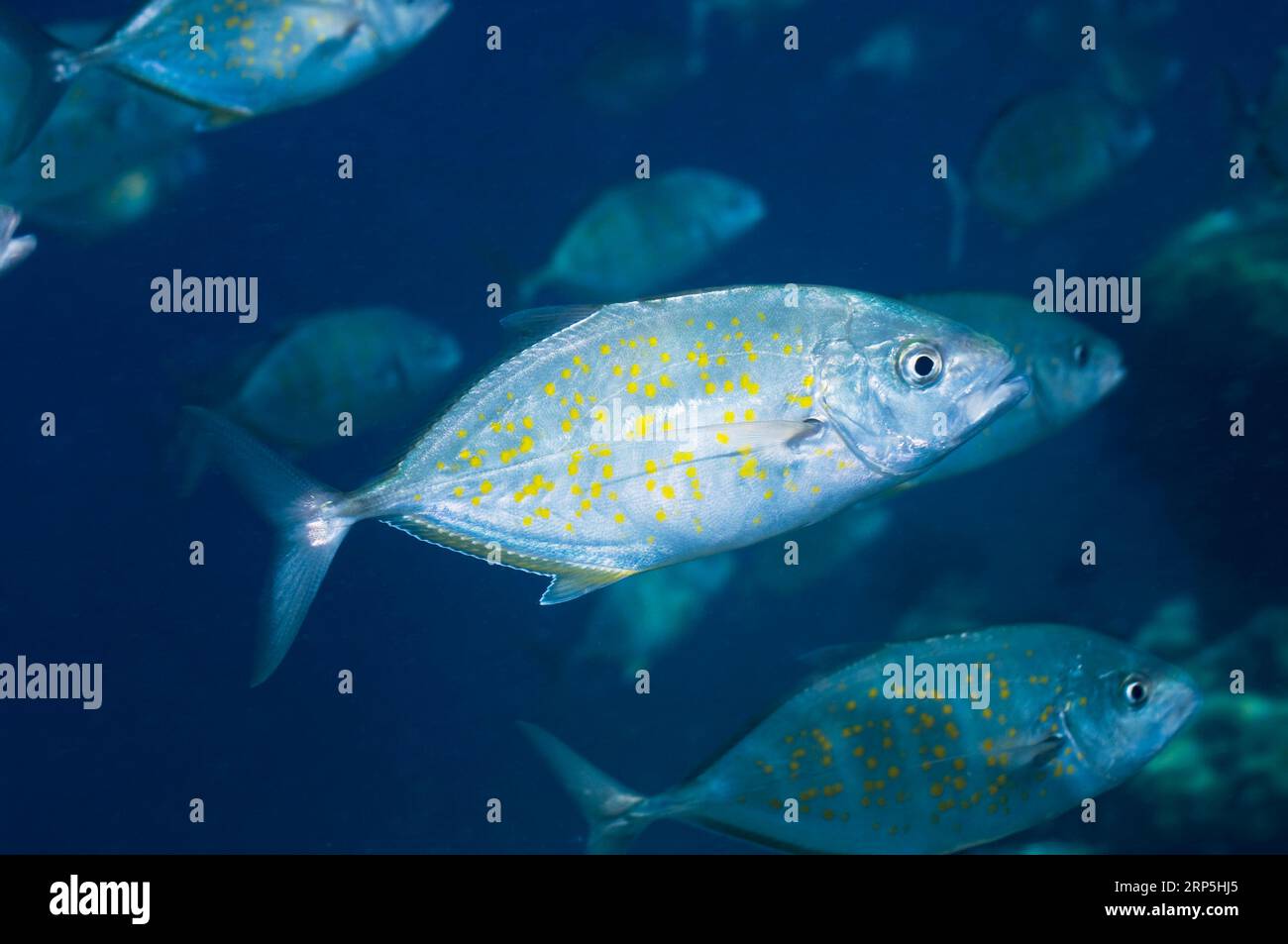 Orangespotted trevally (Carangoides bajad). Misool, Raja Ampat, West ...