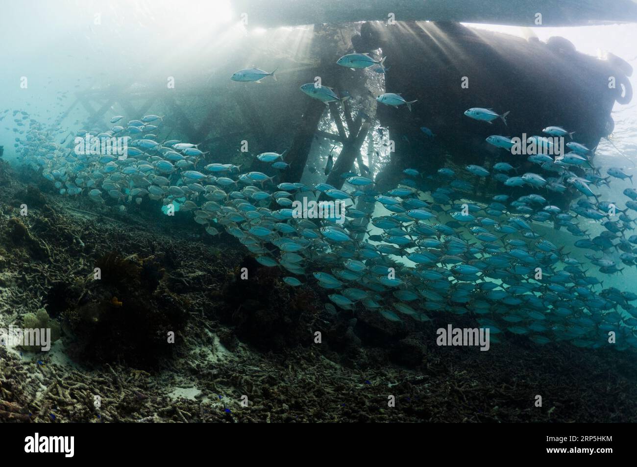 Bigeye scad (Selar crunenophthalmus) and Bigeye jacks (Caranx ...