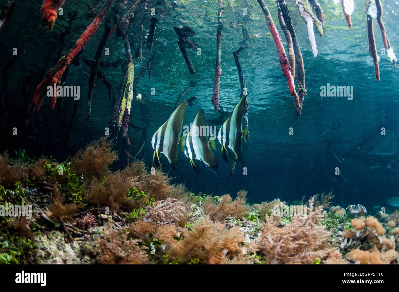 Batfish swimming in Blue mangrove, Raja Ampat, Misool, West Papua ...