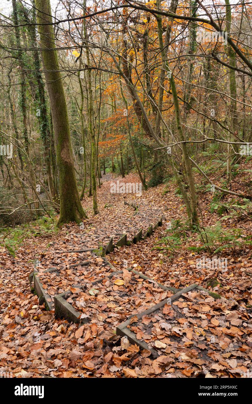 Natural, deciduous woodland growing on the steep slopes of the ...