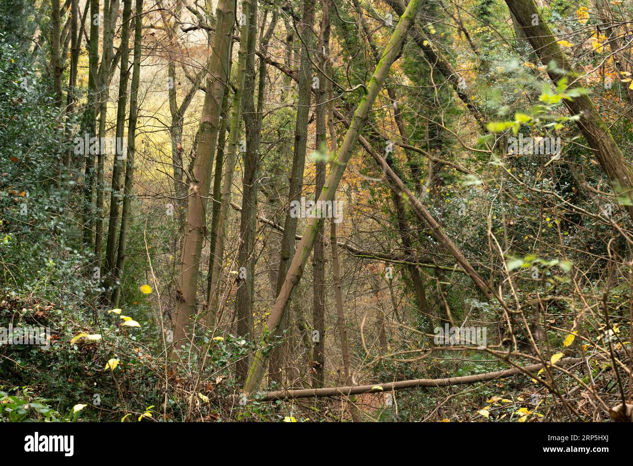 Natural, deciduous woodland growing on the steep slopes of the ...