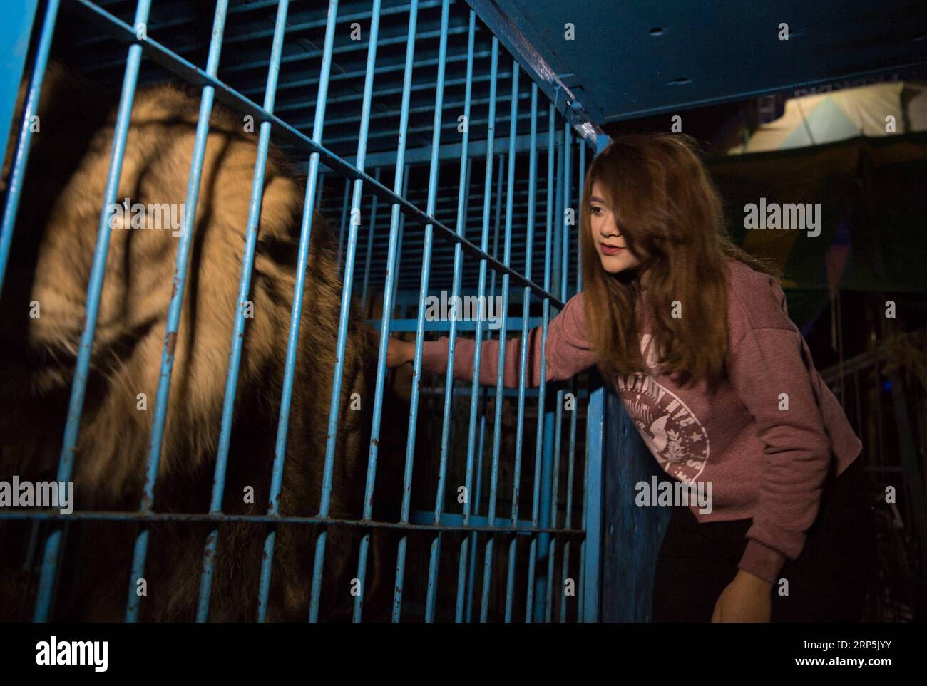 Lion taming hi-res stock photography and images - Alamy