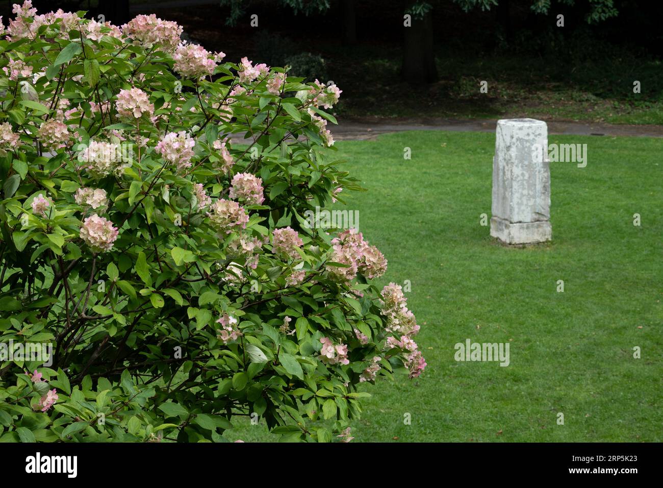 Hydrangea bush in Handsworth Park, Birmingham, West Midlands, England ...
