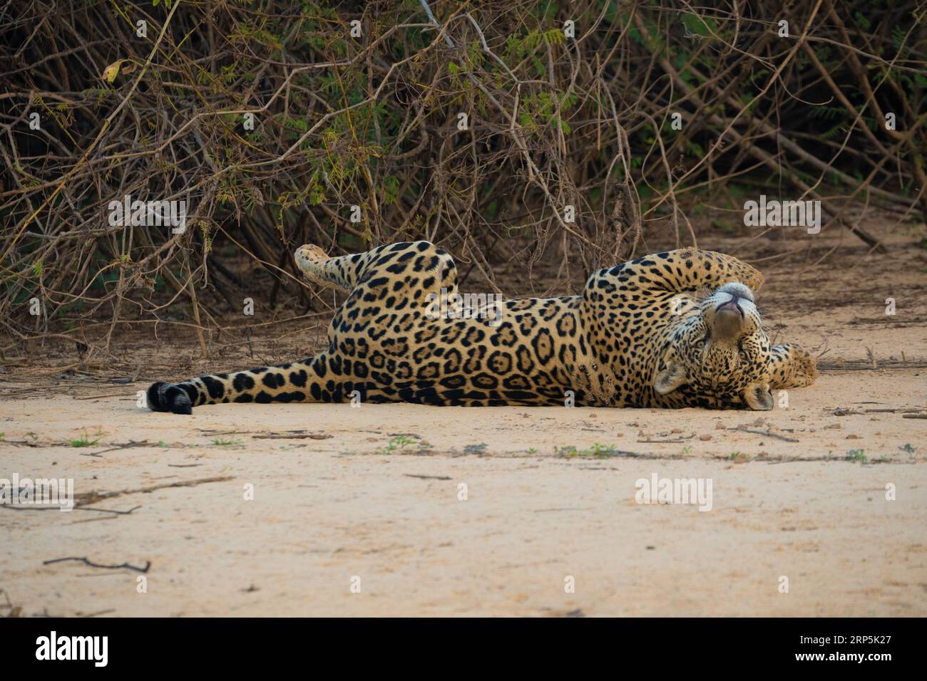 An adult jaguar resting on a beach in the Cuiaba River, Brazil Stock ...