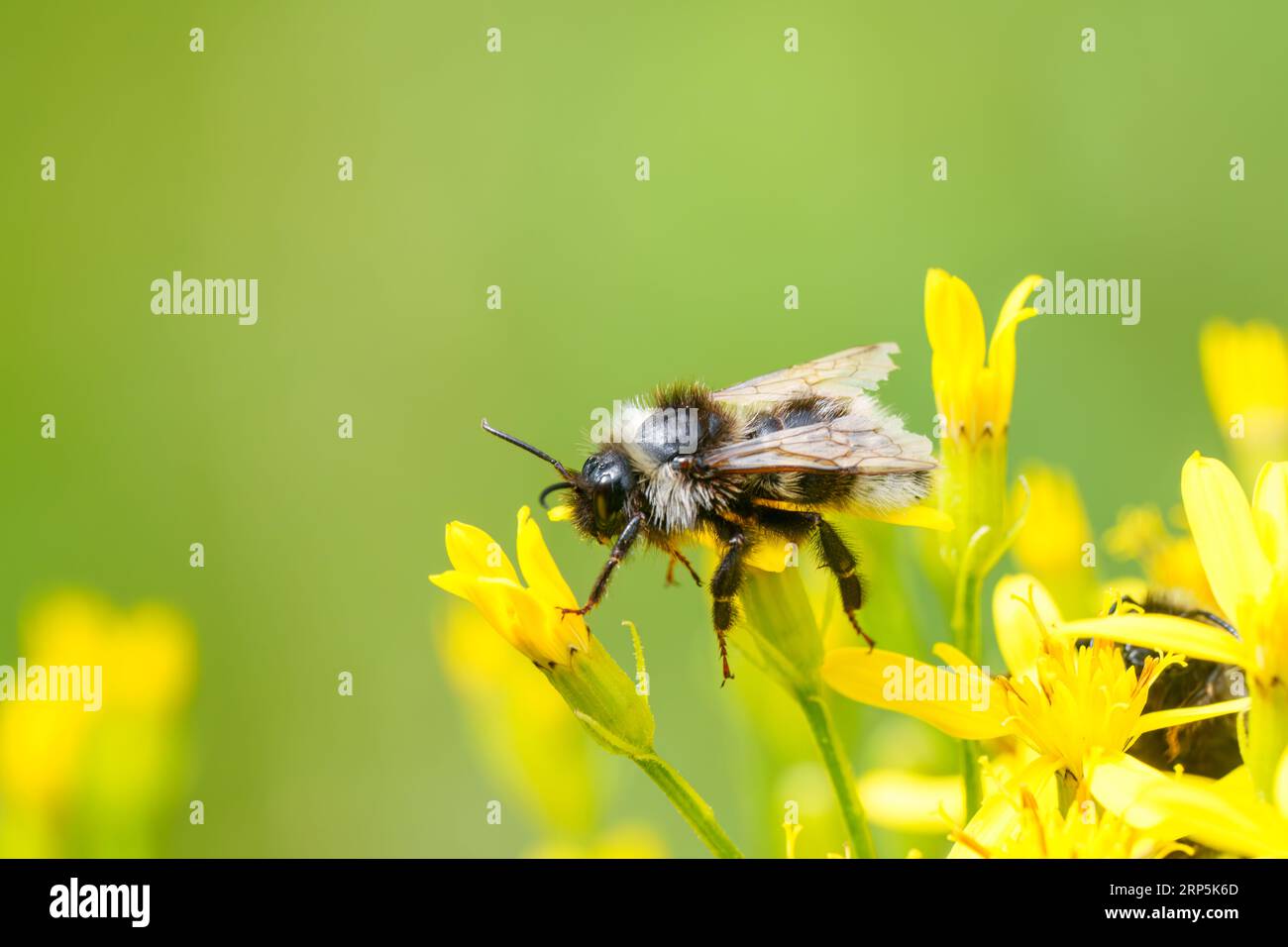Bohemian cuckoo bumblebee hi-res stock photography and images - Alamy