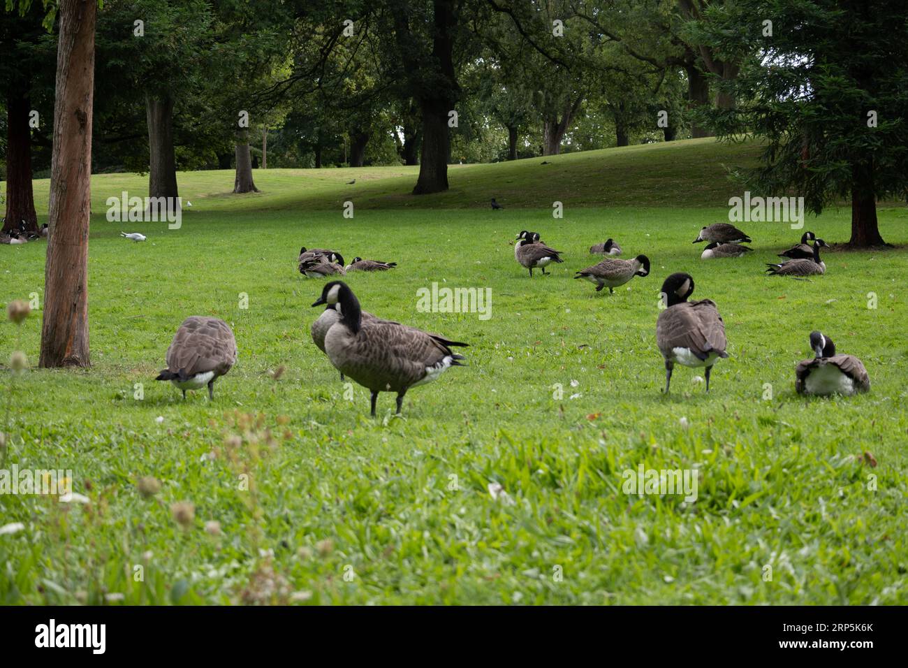 West of england geese hi-res stock photography and images - Alamy
