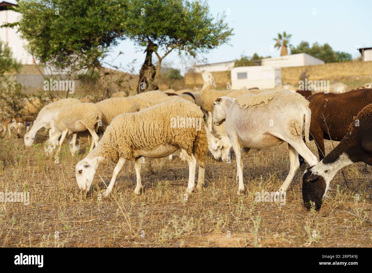 A herd of sheep grazes on a summer field, eating grass and leaves from ...