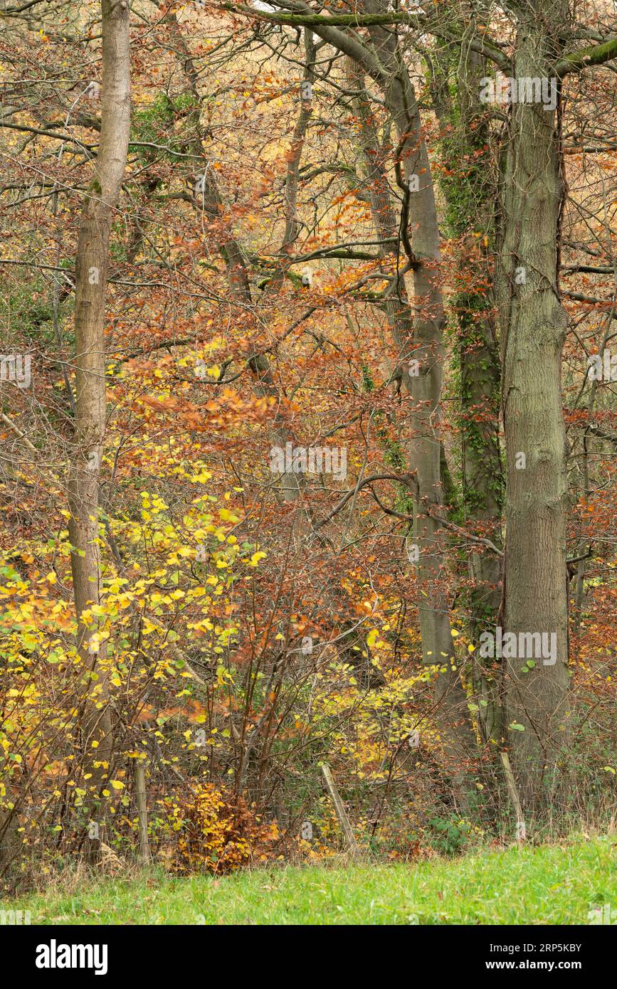 Natural, deciduous woodland growing on the steep slopes of the ...