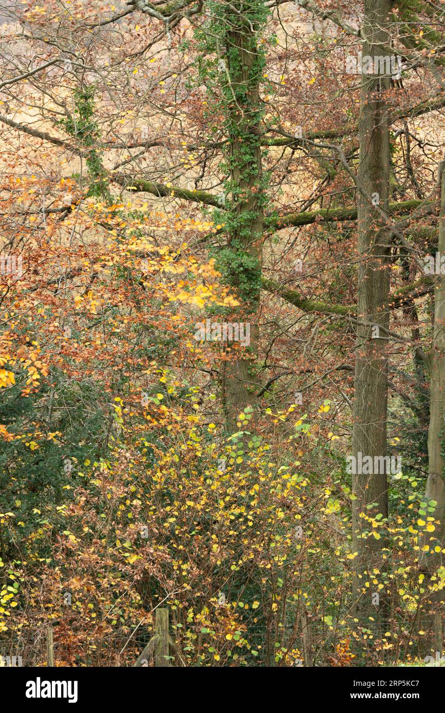 Natural, deciduous woodland growing on the steep slopes of the ...