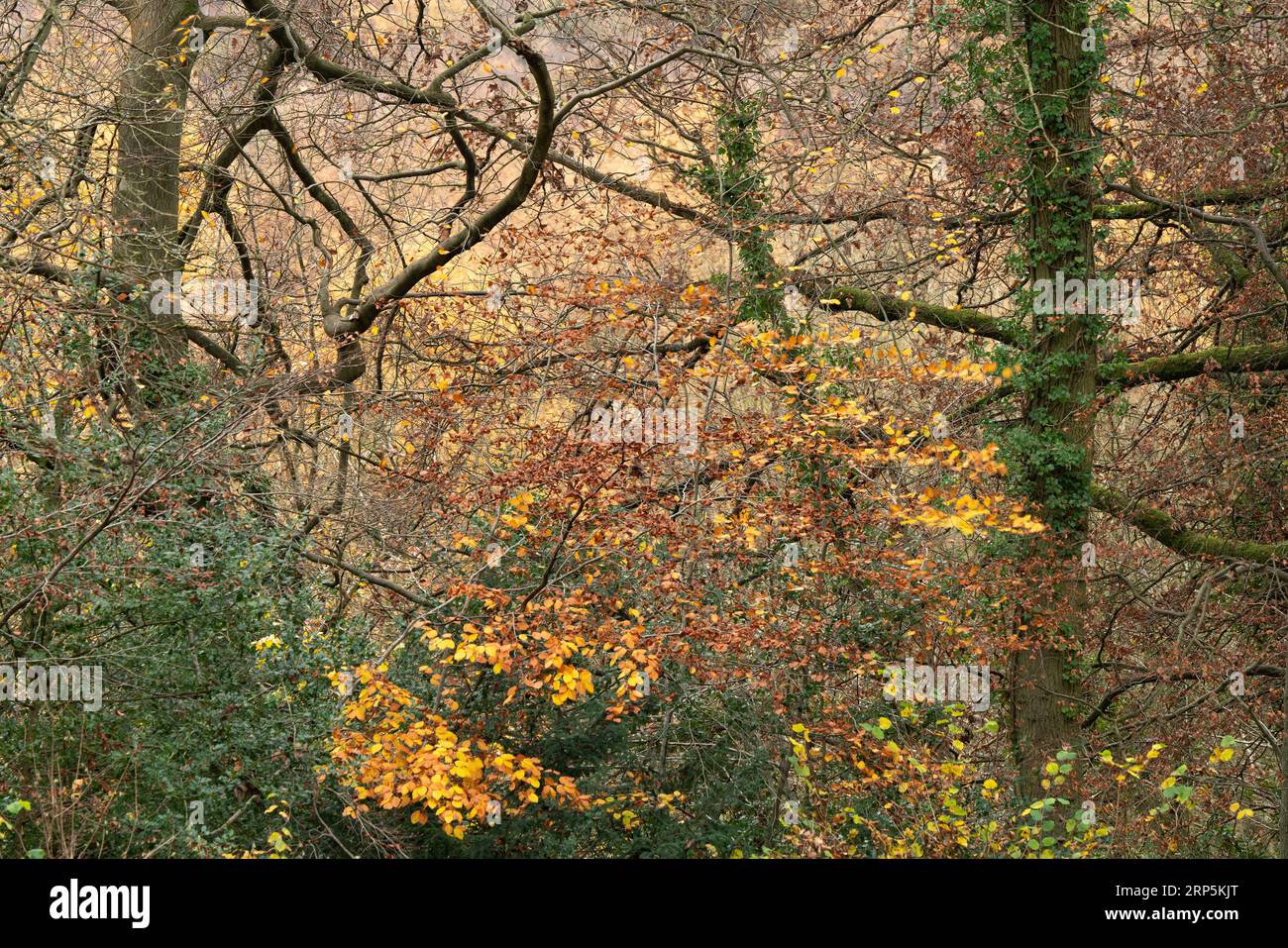 Natural, deciduous woodland growing on the steep slopes of the ...