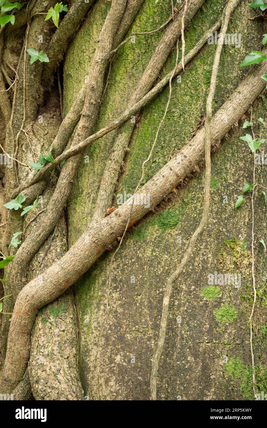 Larch woodland on slopes hi-res stock photography and images - Alamy