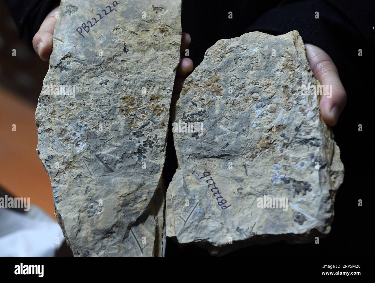 Cretaceous plants insects hi-res stock photography and images - Alamy